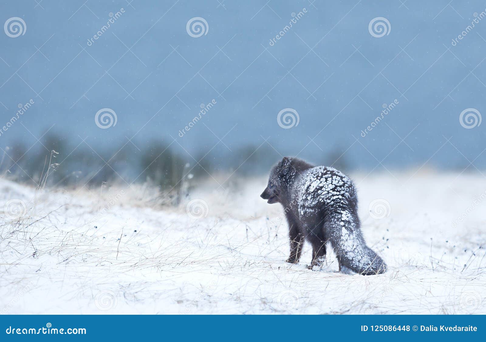Arctic Fox in the Falling Snow Stock Photo - Image of hornstrandir ...