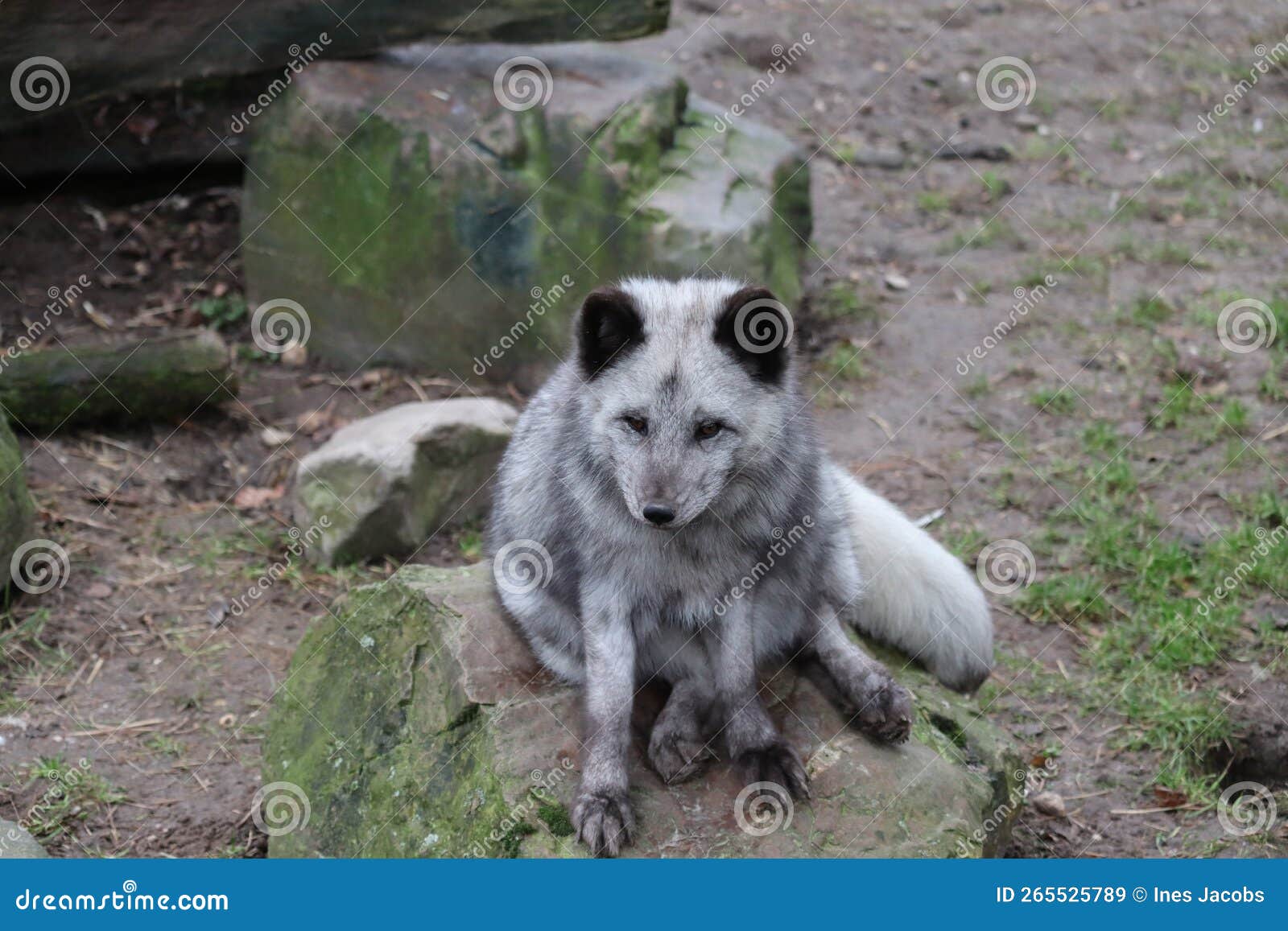 Arctic fox stock image. Image of carnivor, white, squirrel - 265525789