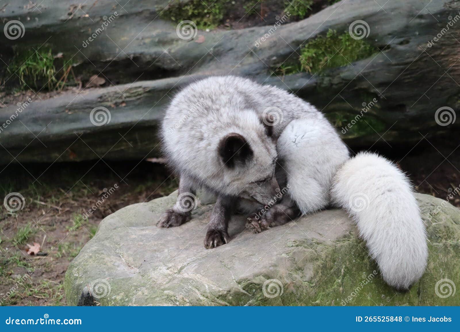 Arctic fox stock photo. Image of primate, sheep, white - 265525848