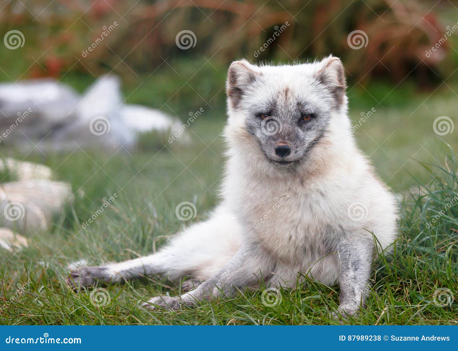 Arctic Fox stock photo. Image of fulll, fluffy, arctic - 87989238