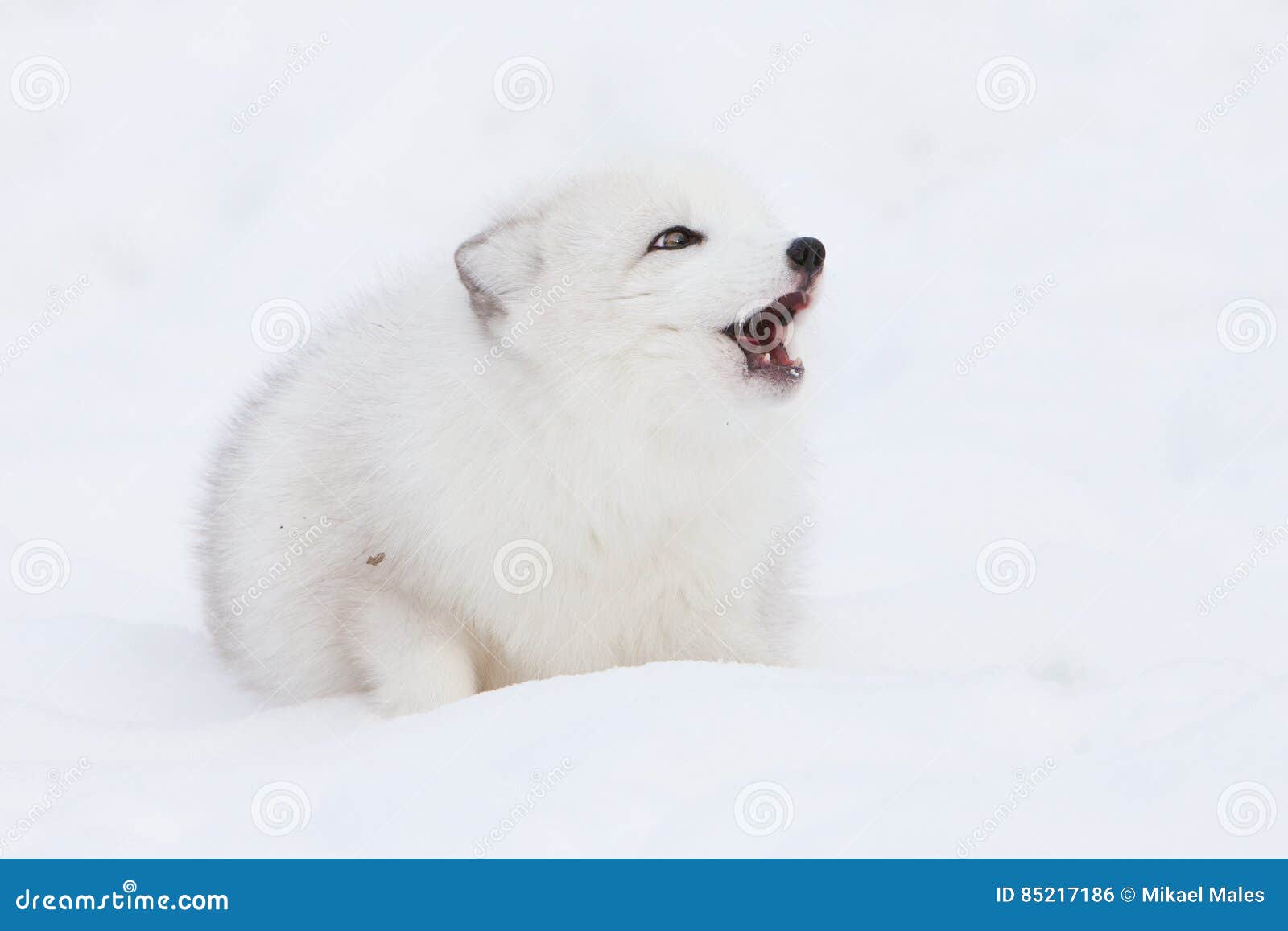 112 Fox Howling Stock Photos - Free & Royalty-Free Stock Photos from ...