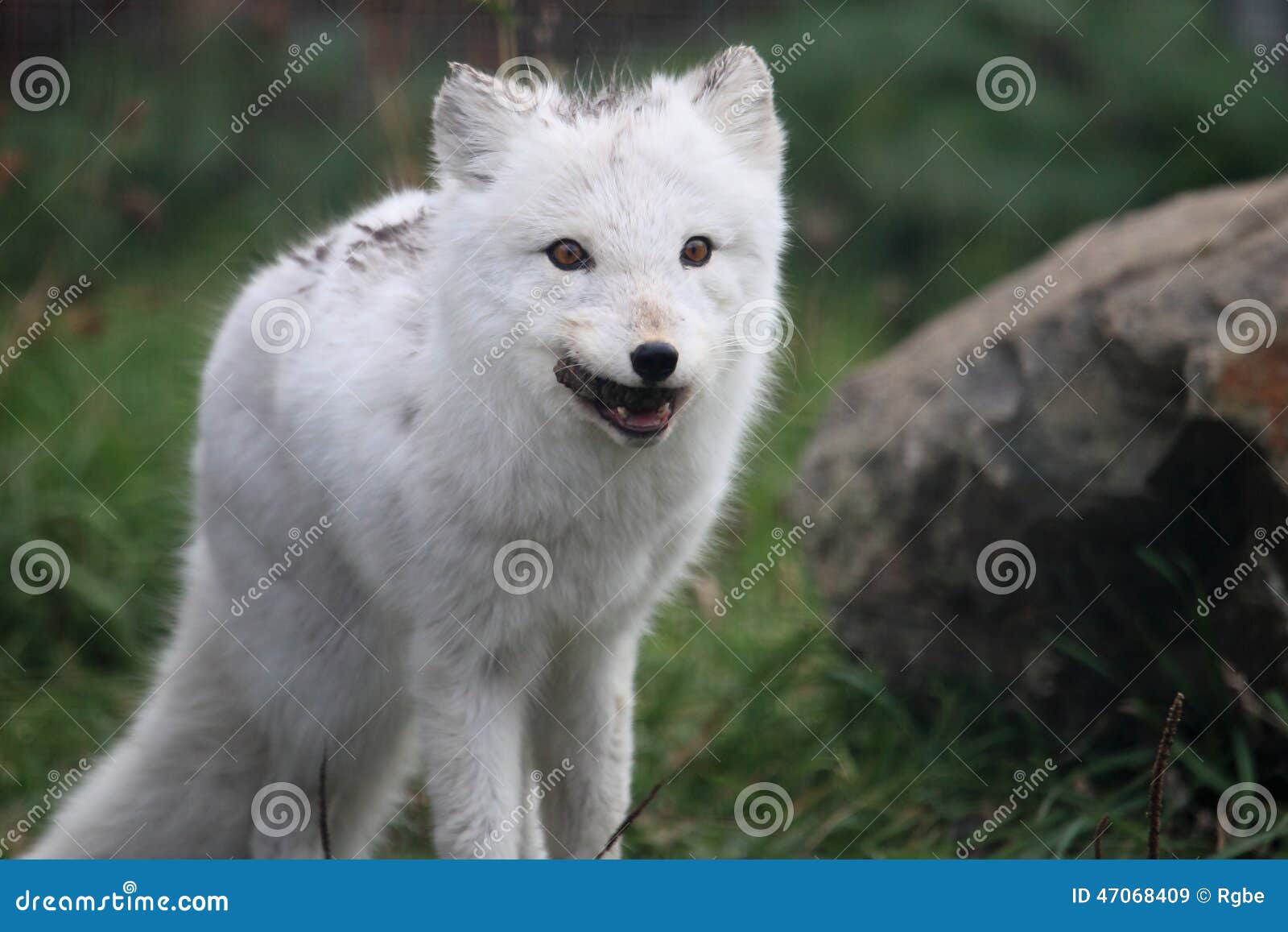 Arctic fox stock image. Image of approaching, watch, food - 47068409