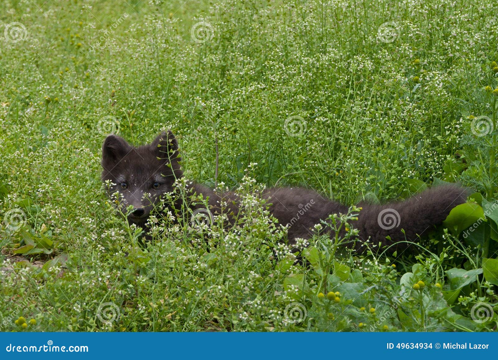 Arctic fox, Iceland stock photo. Image of litter, soft - 49634934