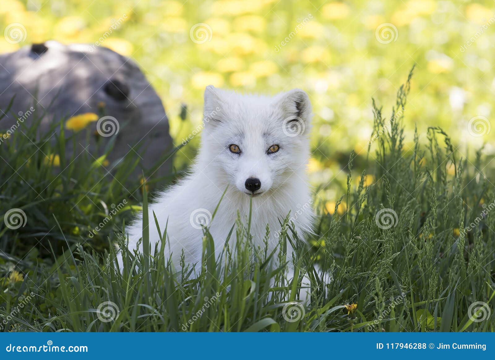 An Arctic Fox Kit Vulpes Lagopus in the Grass on a Spring Day in Canada ...