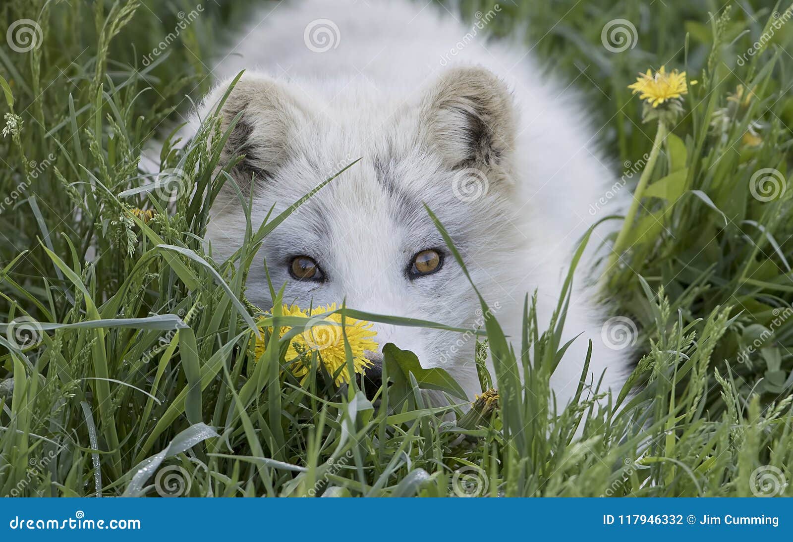 An Arctic Fox Kit Vulpes Lagopus in the Grass on a Spring Day in Canada ...