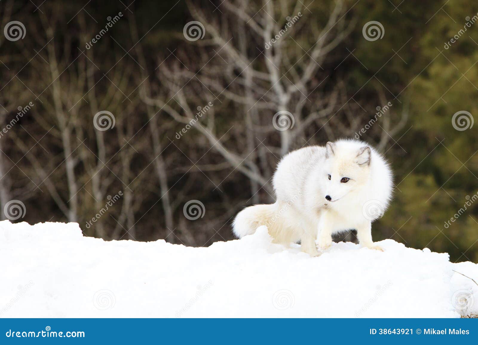 A Red Arctic Fox Looking Over His Also Known As Shoulder. Stock Image ...
