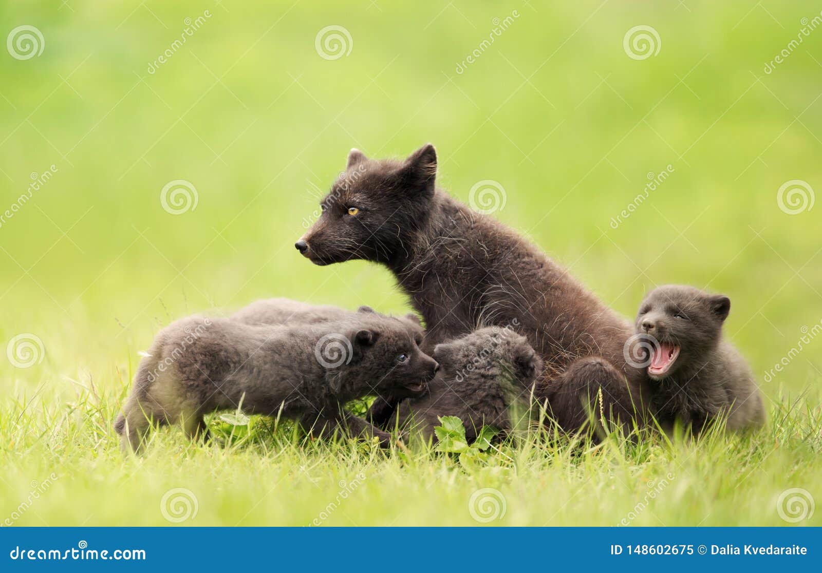 Arctic Fox Mum with Playful Cubs Stock Image - Image of brown, morph ...