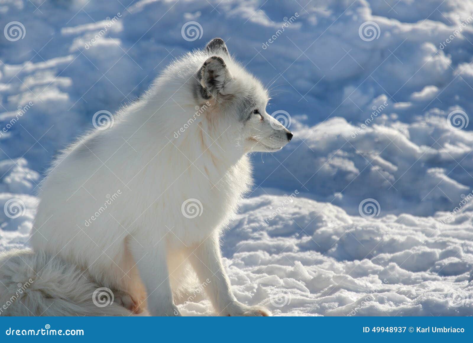 Arctic fox stock image. Image of wildlife, snow, winter - 49948937