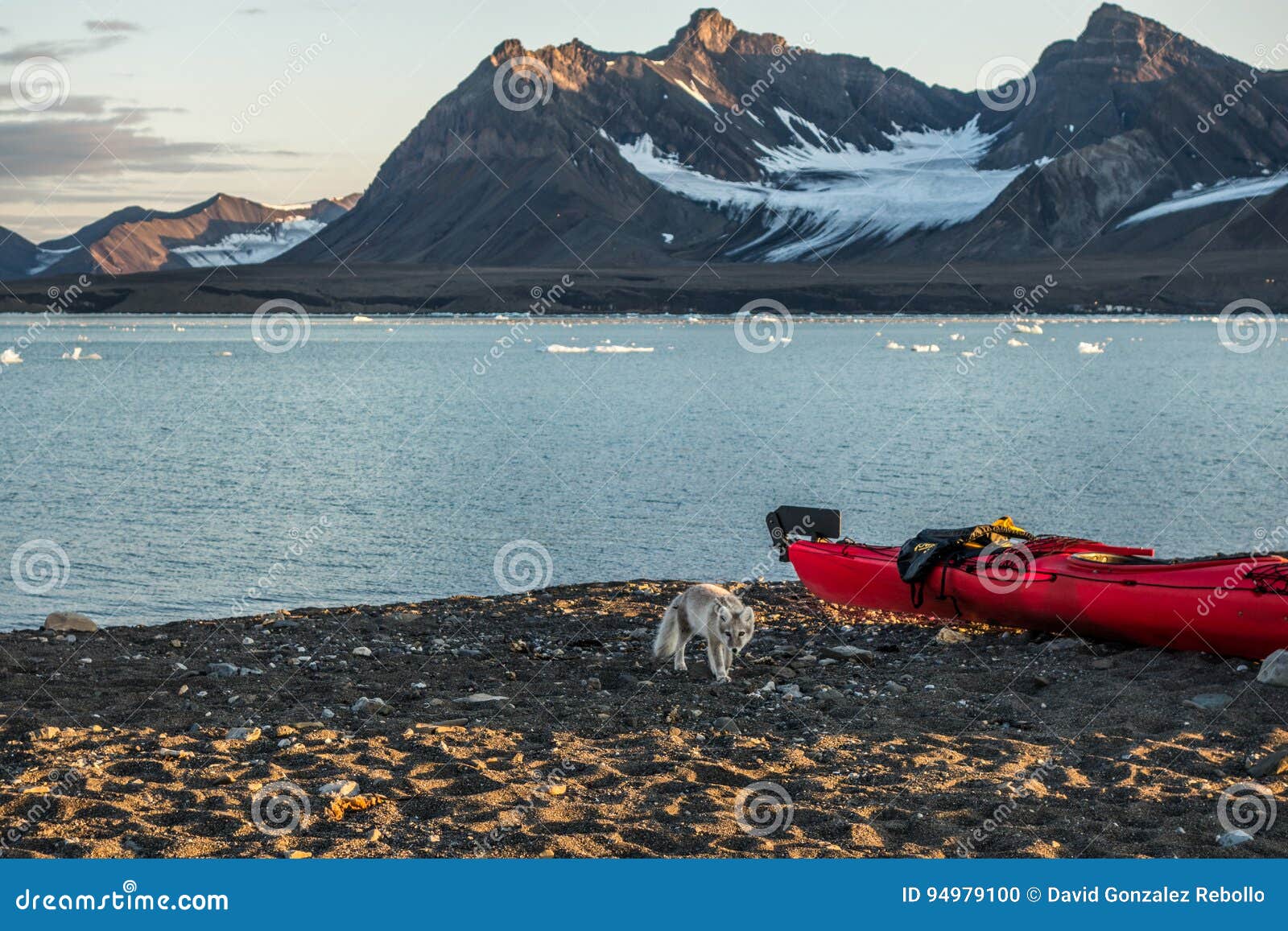 Arctic fox near a kayak stock photo. Image of longyearbyen - 94979100