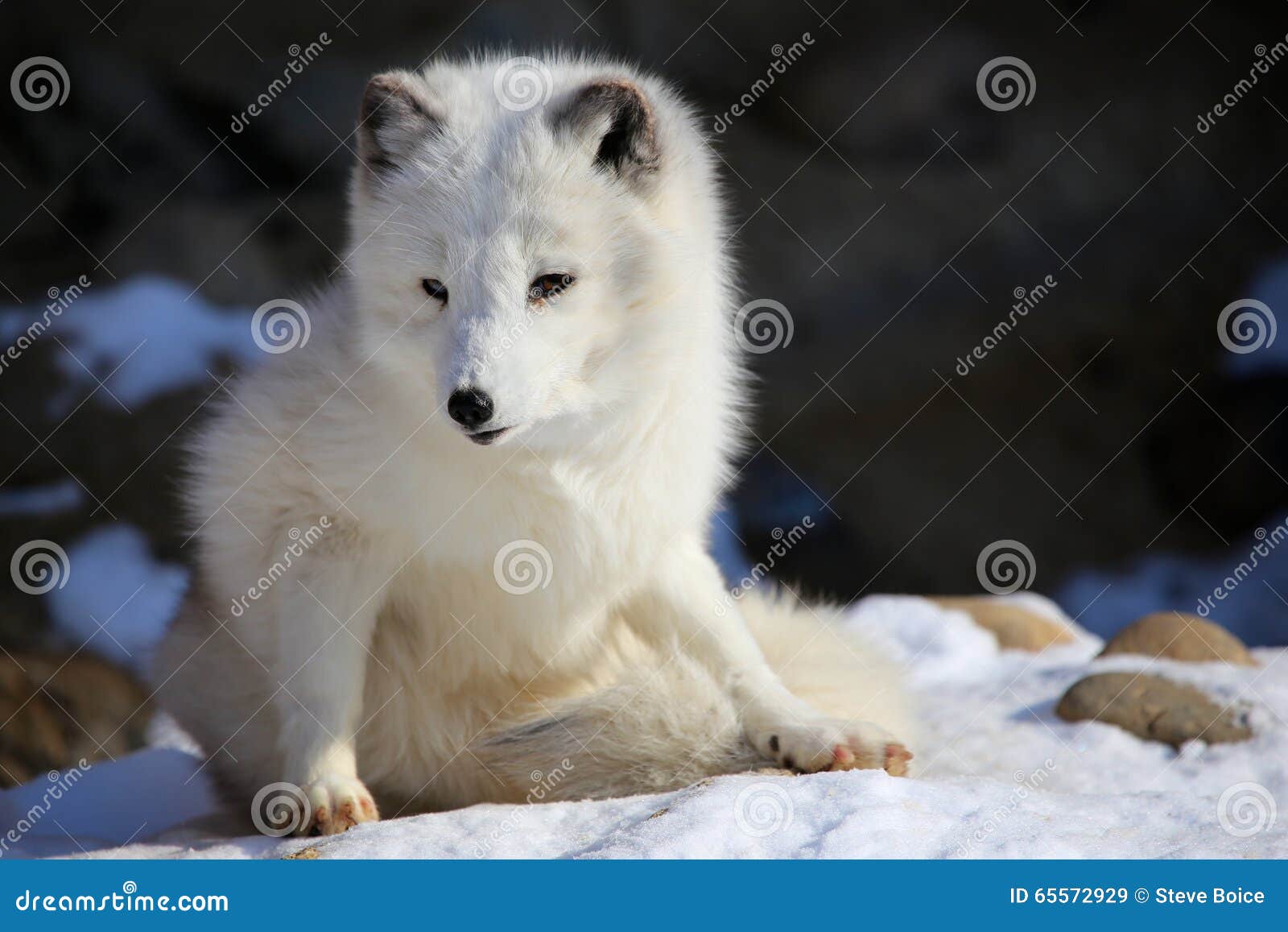 Arctic Fox playing in snow stock image. Image of wild - 65572929