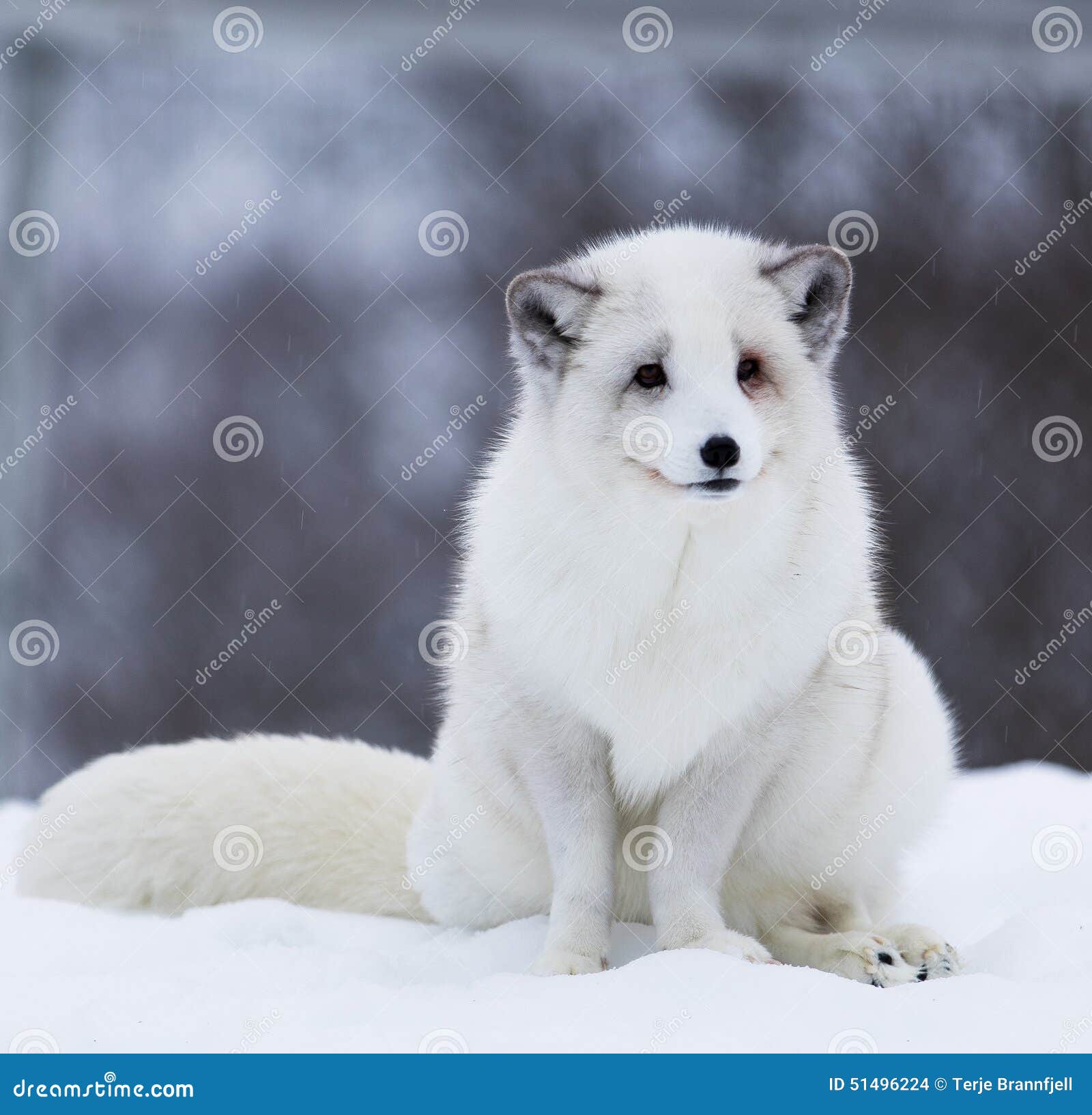 Arctic Fox stock photo. Image of troms, polar, mammal - 51496224