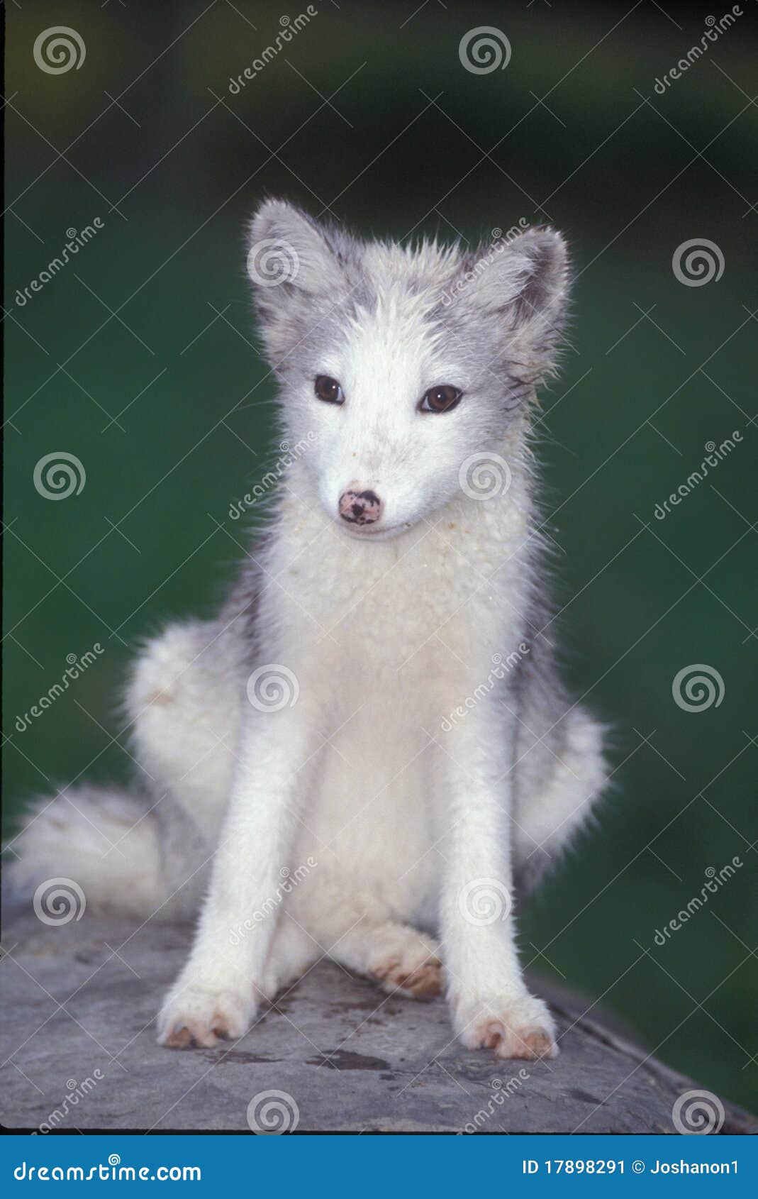 Arctic Fox Pup stock image. Image of young, nature, puppy - 17898291