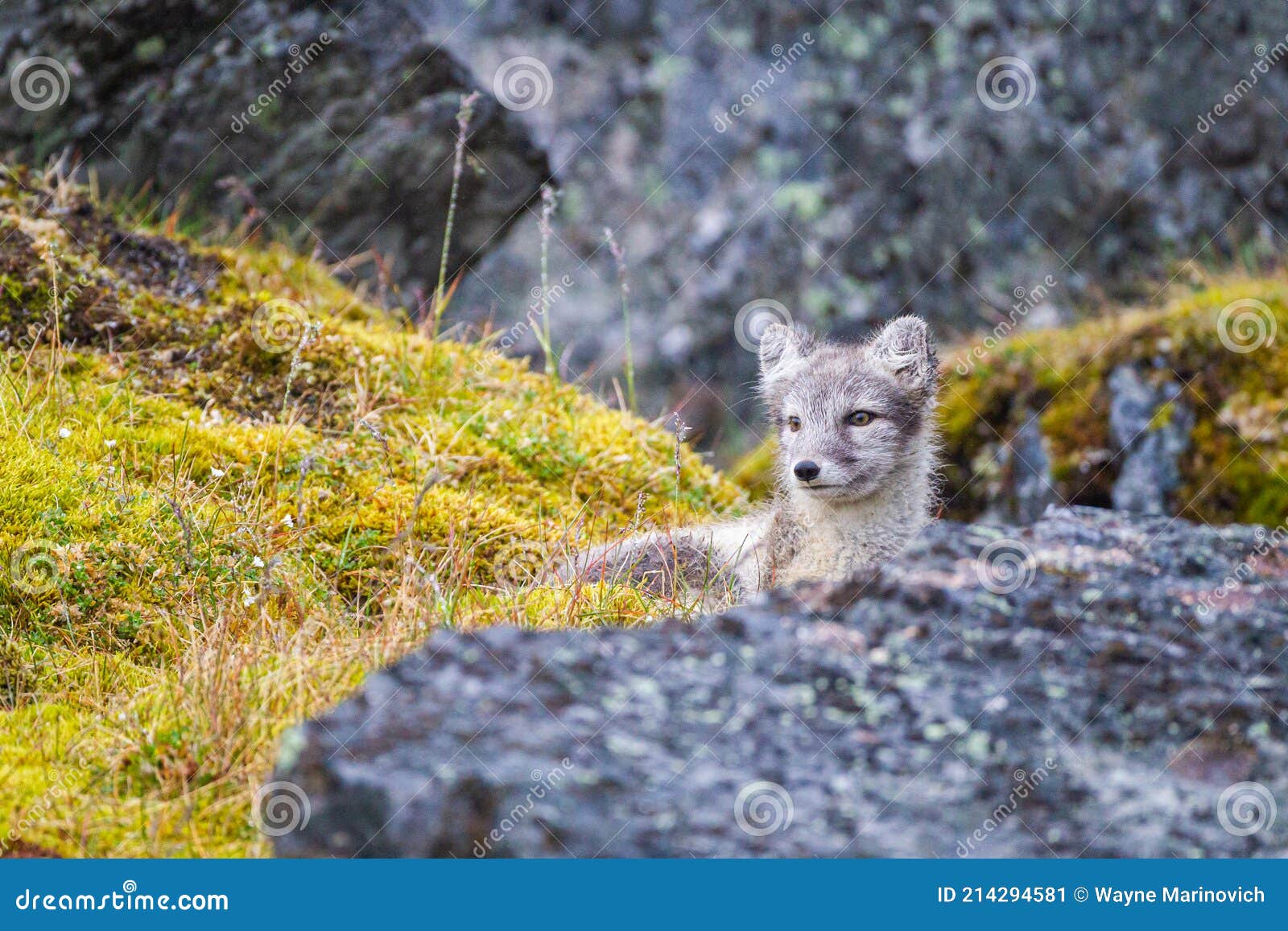 Arctic Fox Relaxing at the Entrance To Its Den Stock Image - Image of ...