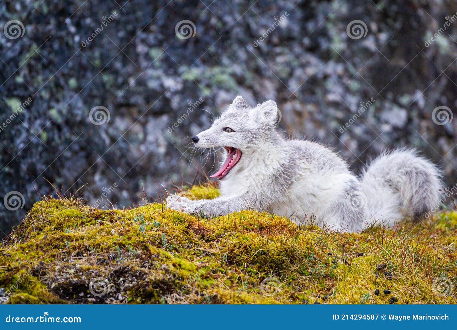 Arctic Fox Relaxing at the Entrance To Its Den Stock Image - Image of ...