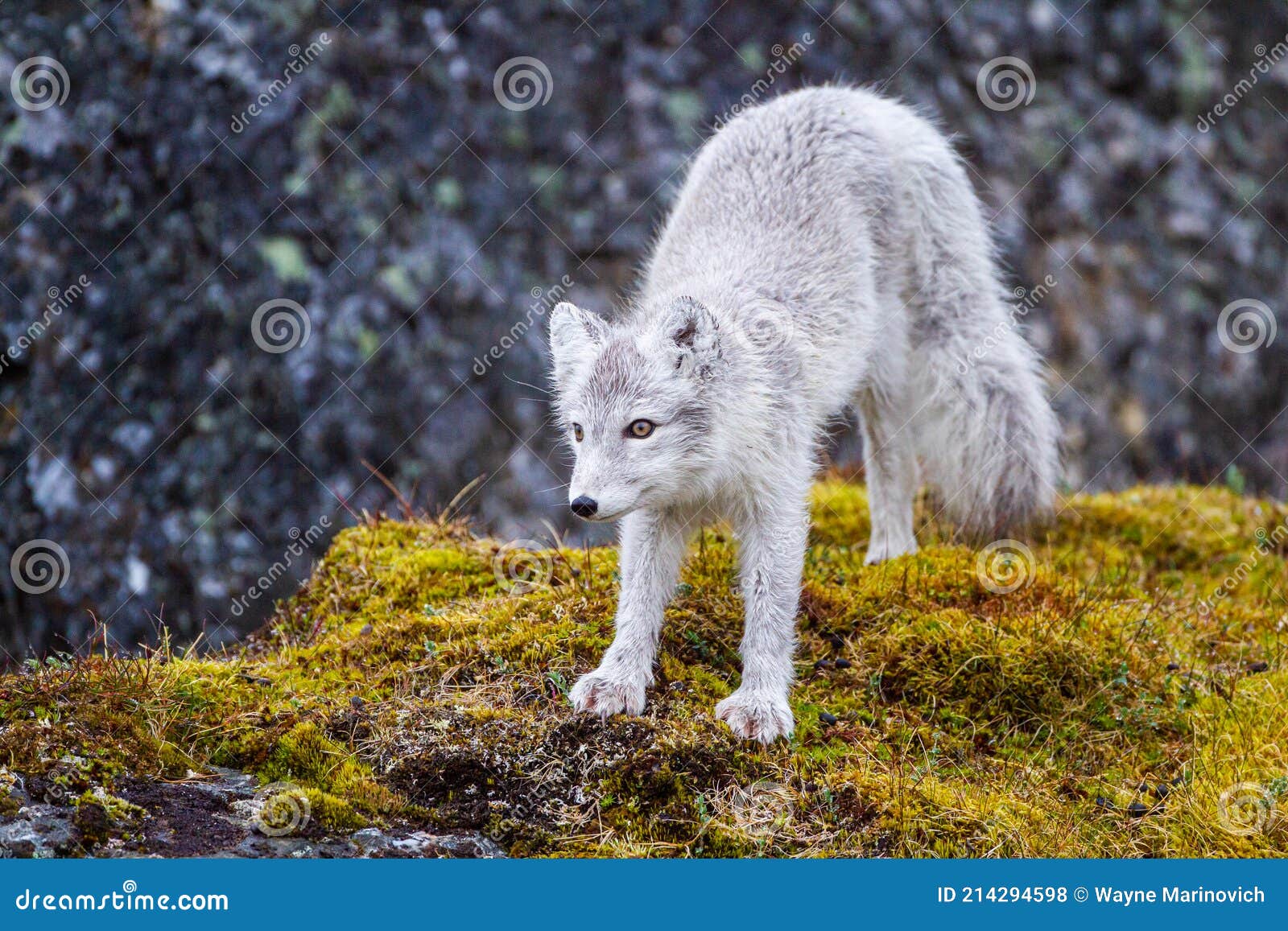 Arctic Fox Relaxing at the Entrance To Its Den Stock Photo - Image of ...