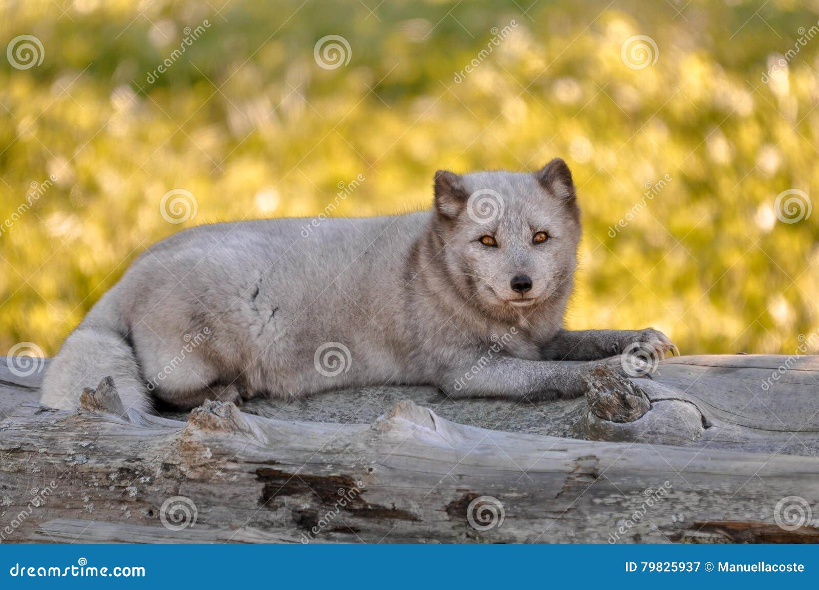 Some Arctic Wolves Canis Lupus Arctos Playing In The Winter Snow Canada ...
