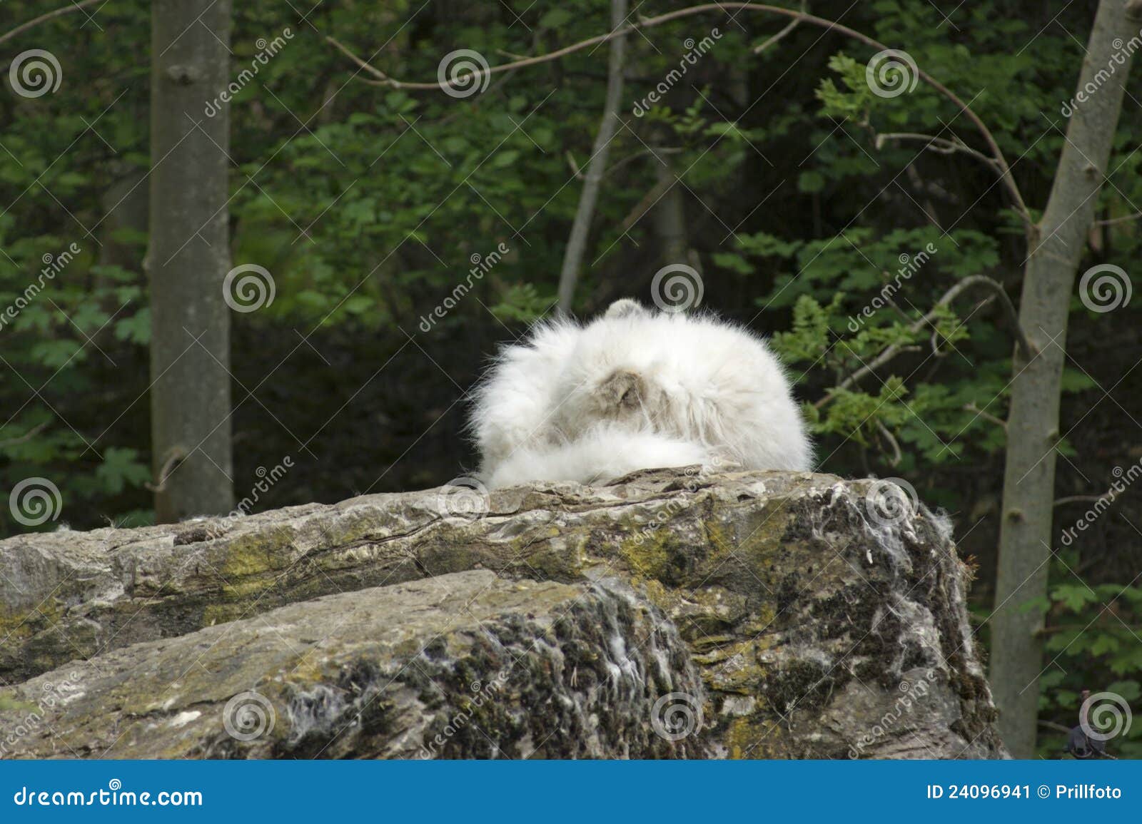 Arctic Fox Resting on Rock Formation Stock Image - Image of rock, edge ...
