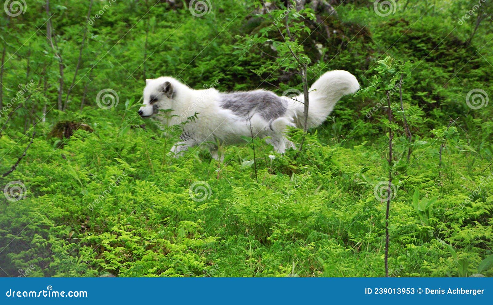 Arctic Fox Run Across Forest Stock Image - Image of gray, northern ...