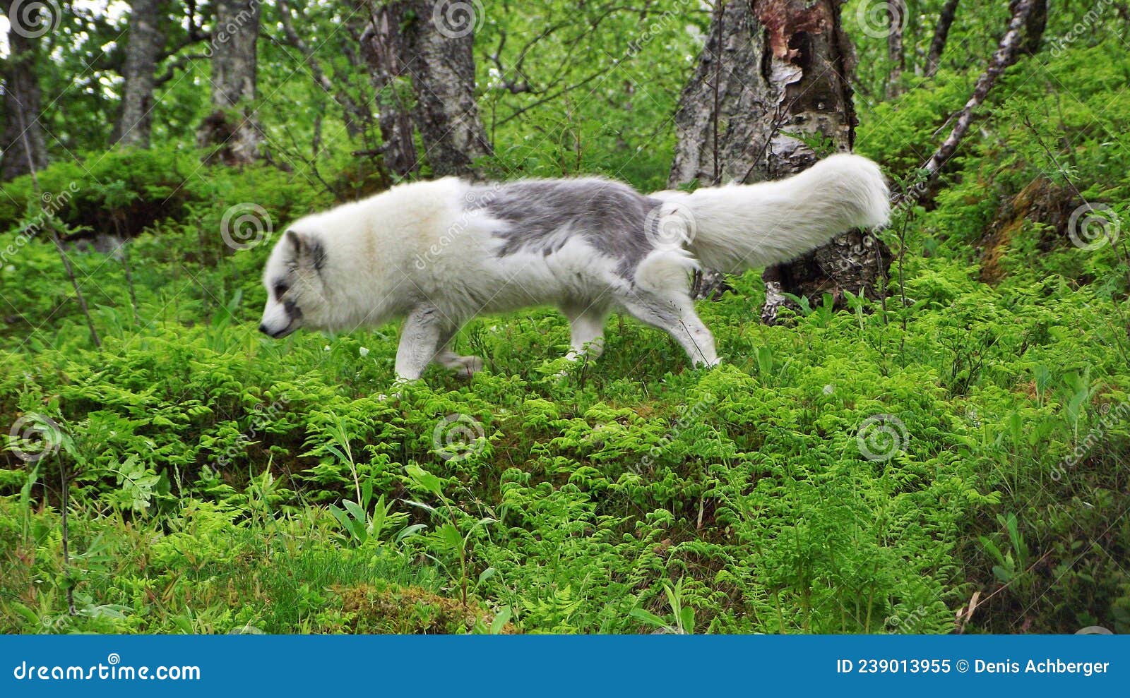 Arctic Fox Run Across Forest Stock Image - Image of nice, danger: 239013955