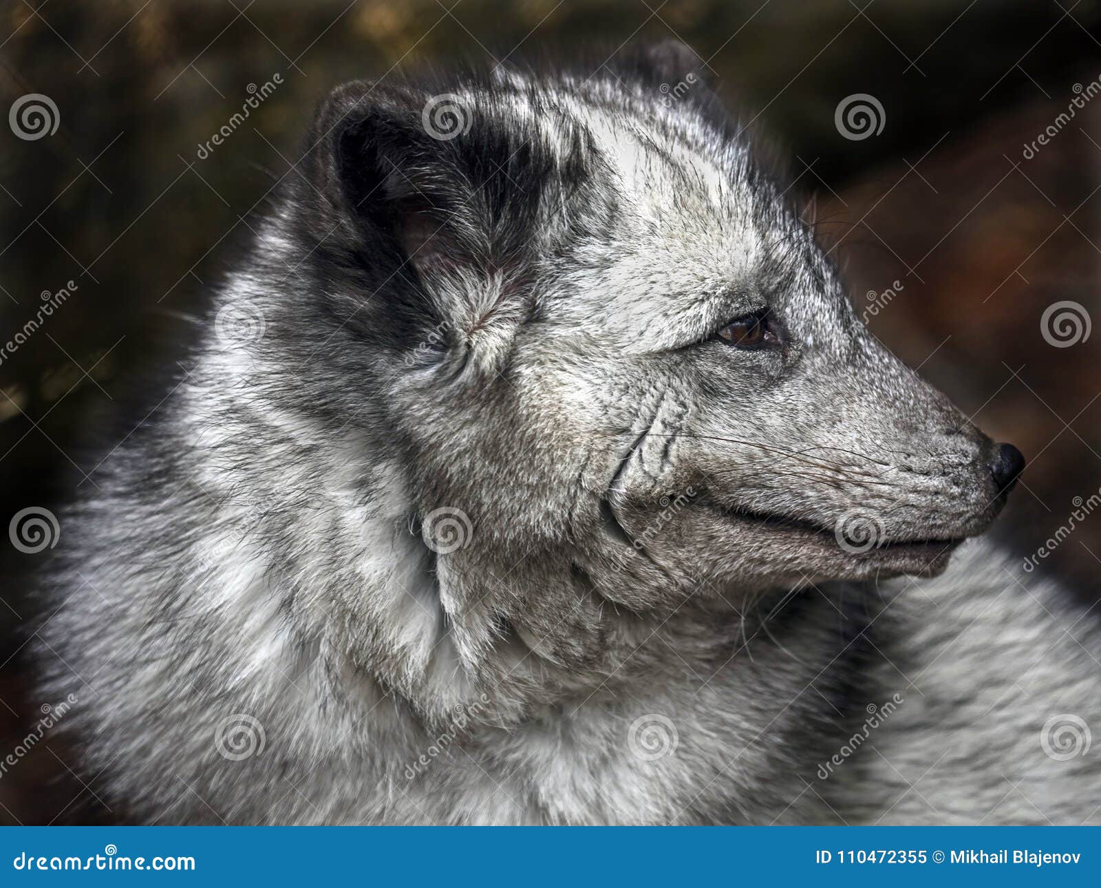 Arctic fox`s head 1 stock image. Image of animal, white - 110472355