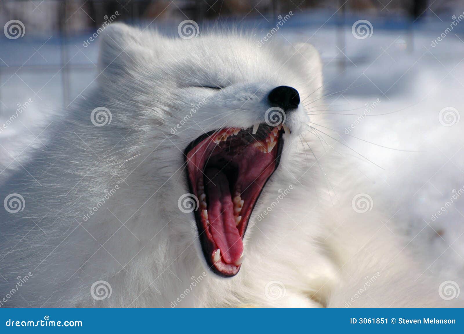 Arctic Fox Screaming Stock Image - Image: 3061851