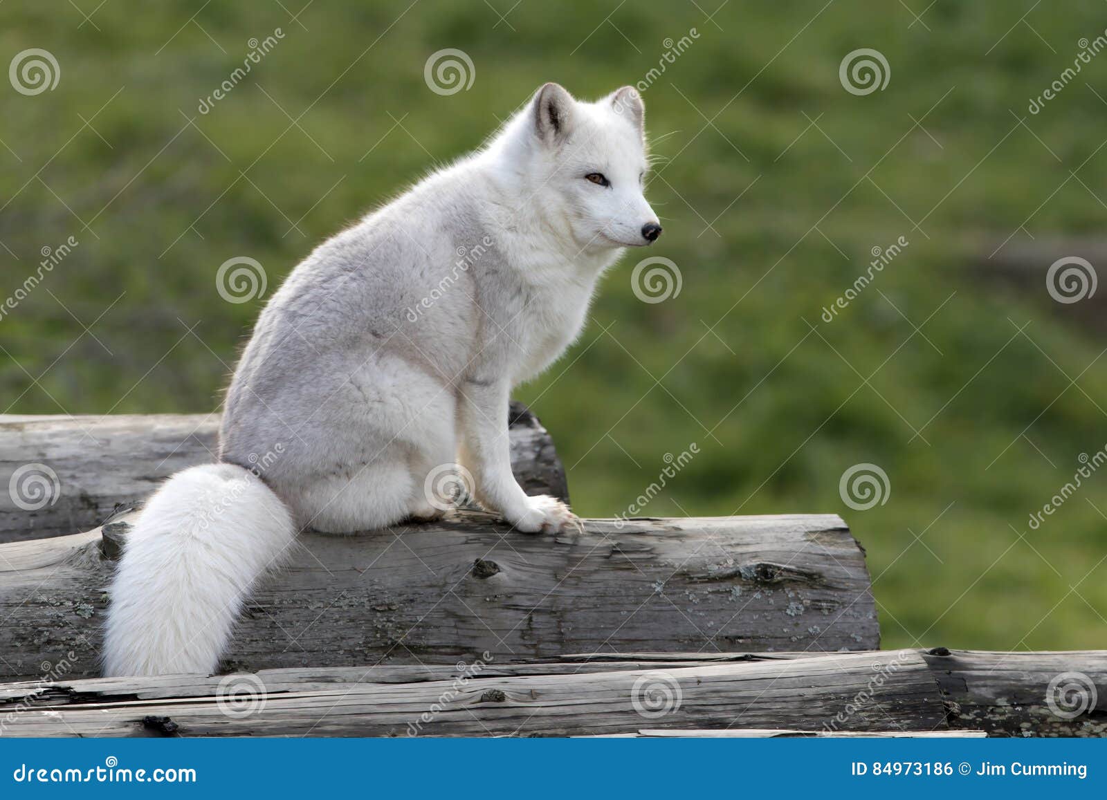 Arctic Fox (Vulpes Lagopus) Sitting on a Log in Autumn in Canada Stock ...