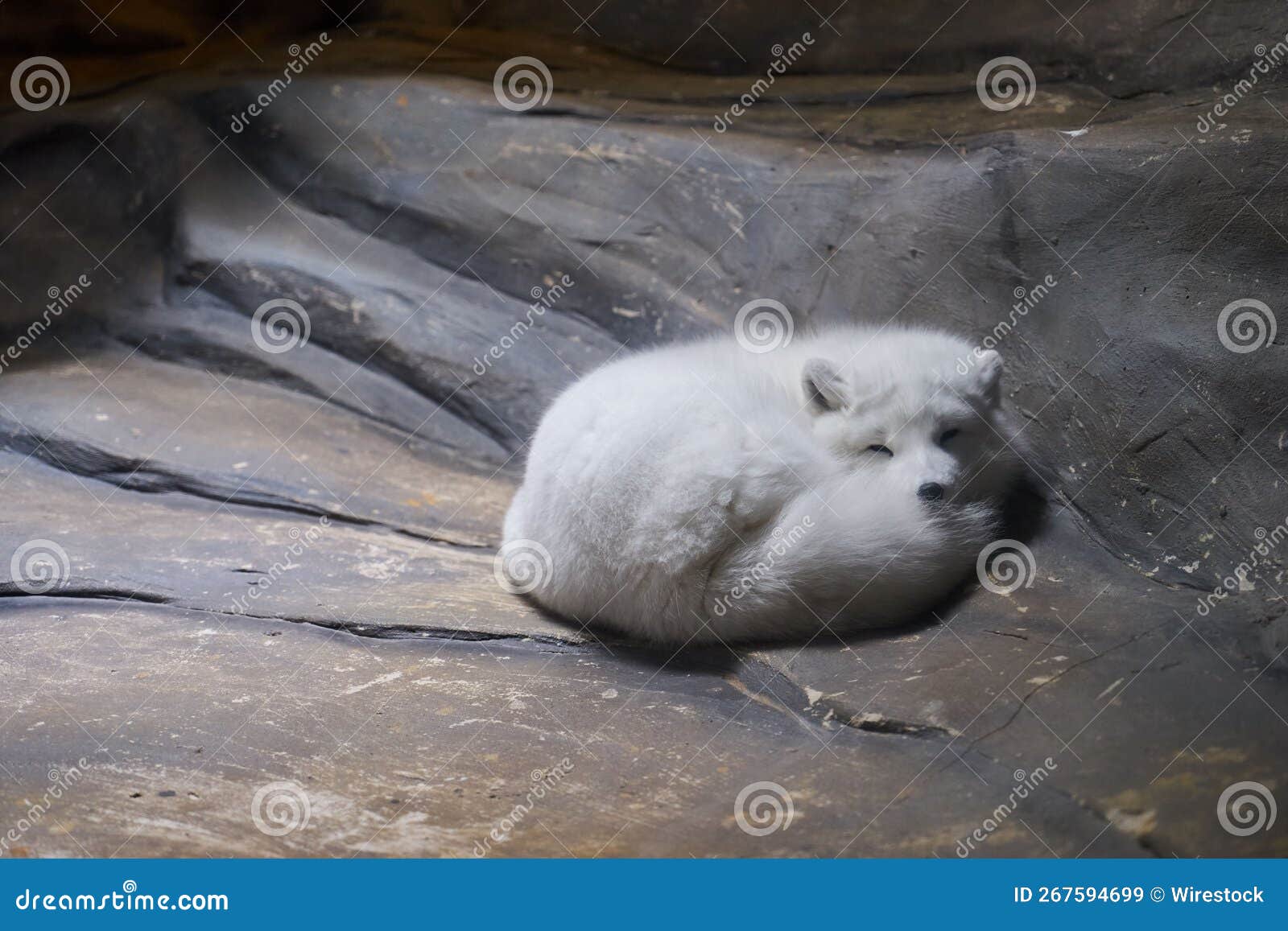 Arctic Fox Sleeping on Rock Stock Image - Image of stones, wild: 267594699