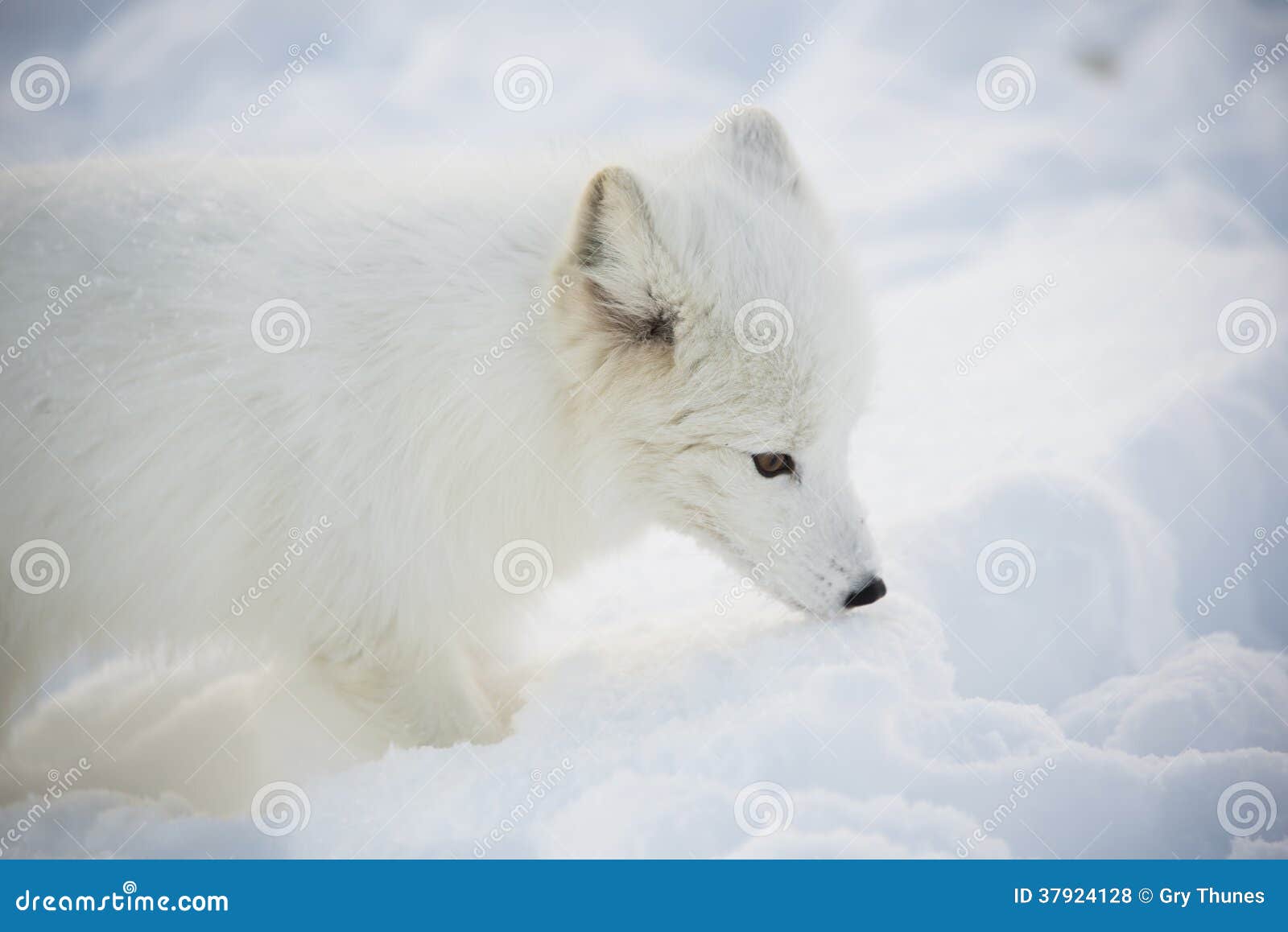 Arctic fox stock photo. Image of blue, small, sniffing - 37924128