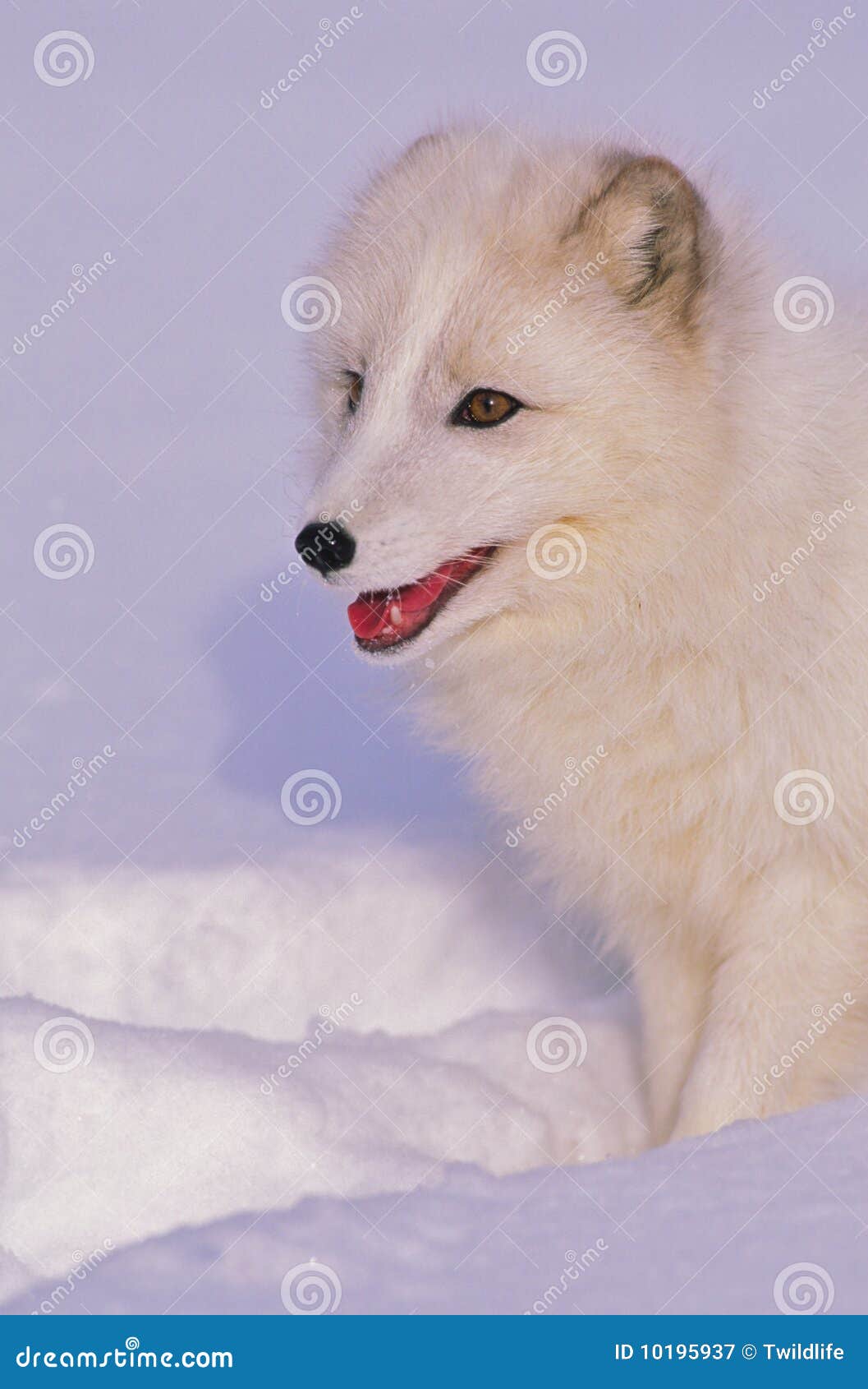 Arctic Fox in Snow stock image. Image of canine, wilderness - 10195937