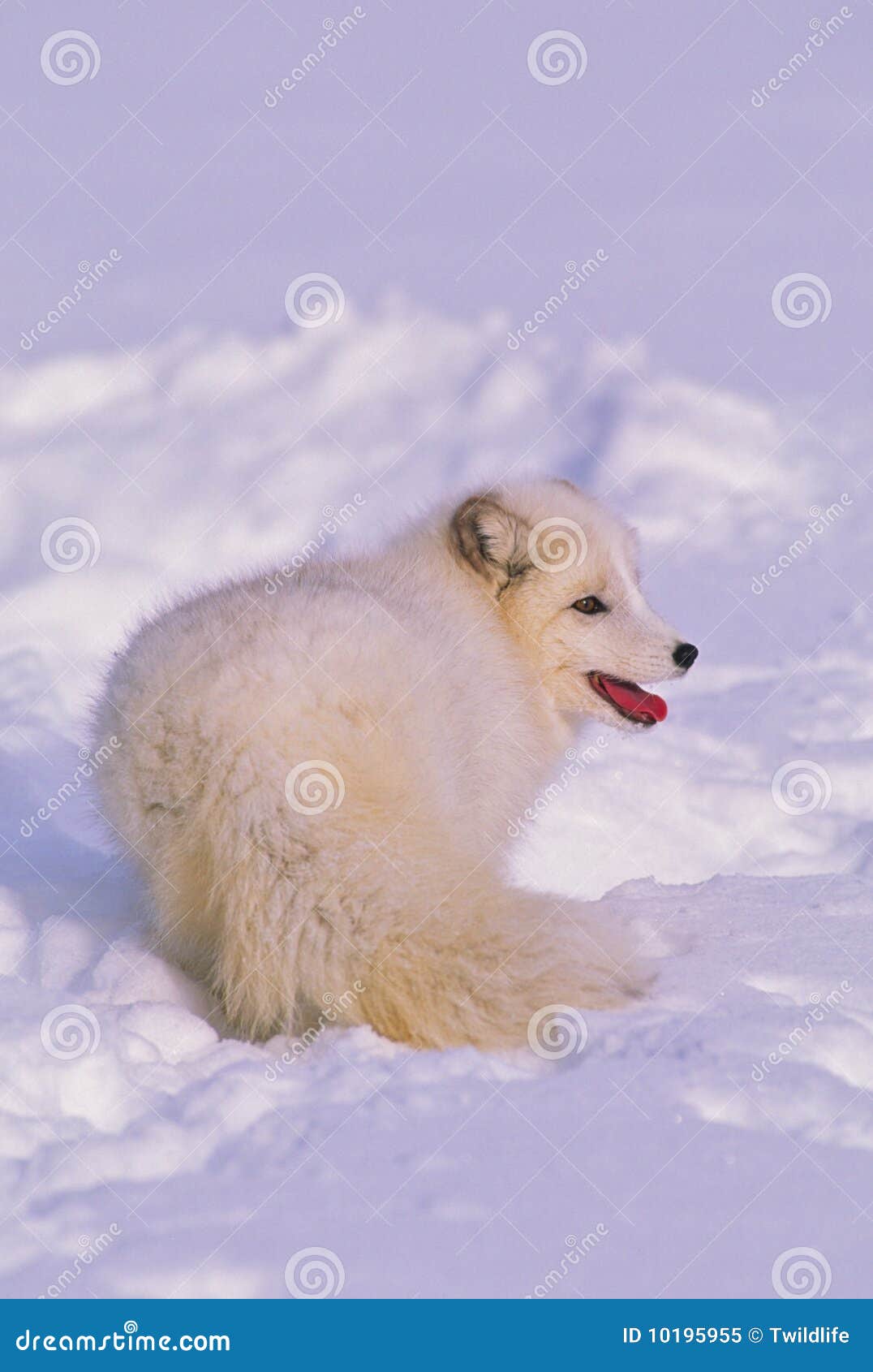 Arctic Fox in Snow stock image. Image of predator, alaska - 10195955