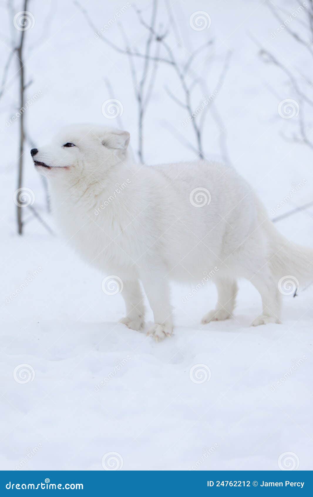 Arctic Fox in the snow stock photo. Image of coat, cute - 24762212