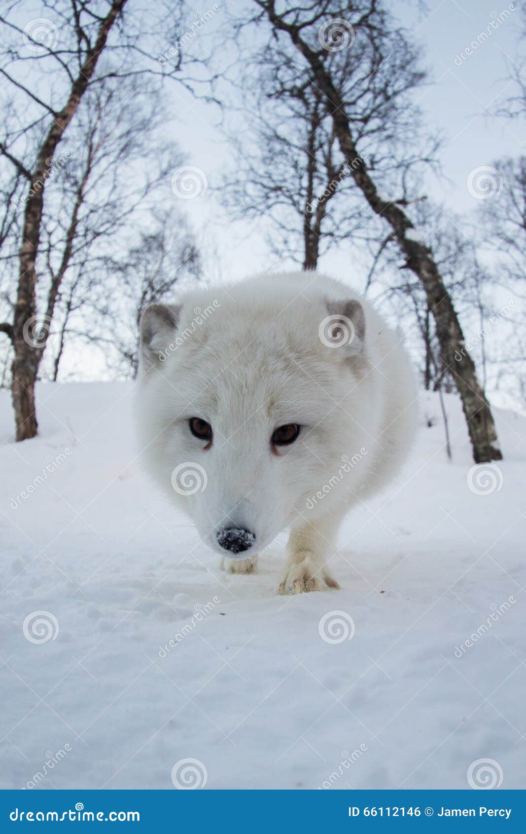 Arctic Fox in the Snow Closeup Stock Photo - Image of scandinavia, snow ...