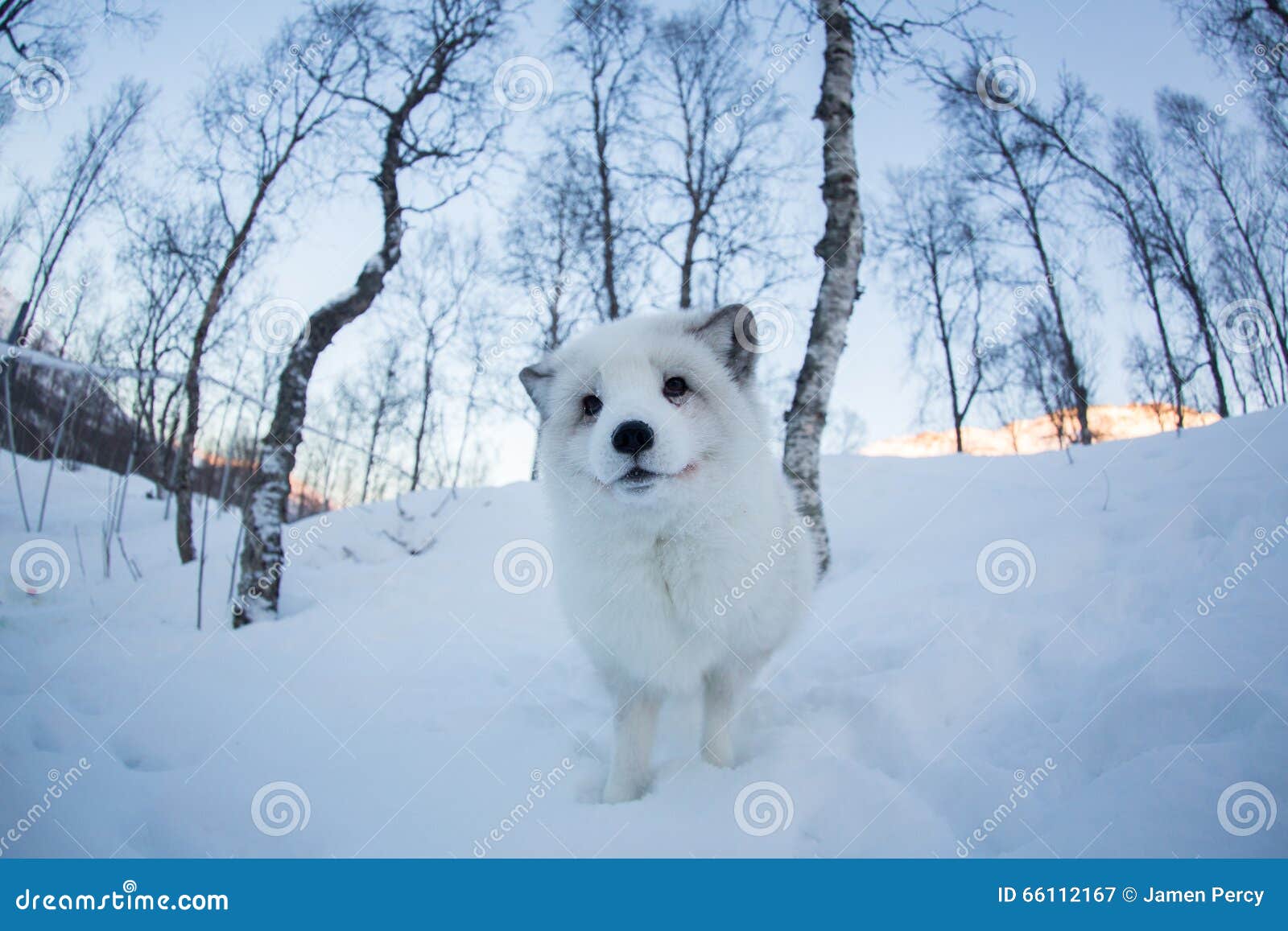 Arctic Fox in the Snow Closeup Stock Image - Image of wildlife, fisheye ...