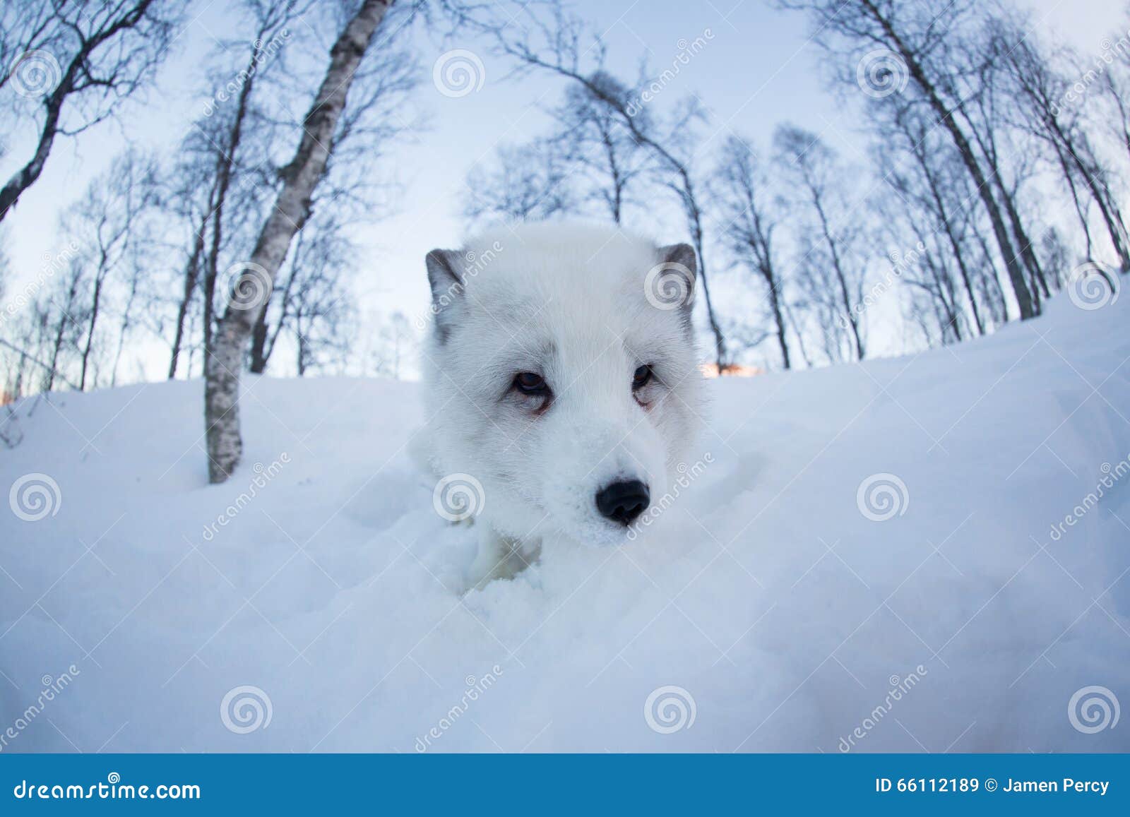 Arctic Fox in the Snow Closeup Stock Image - Image of foxy, cute: 66112189