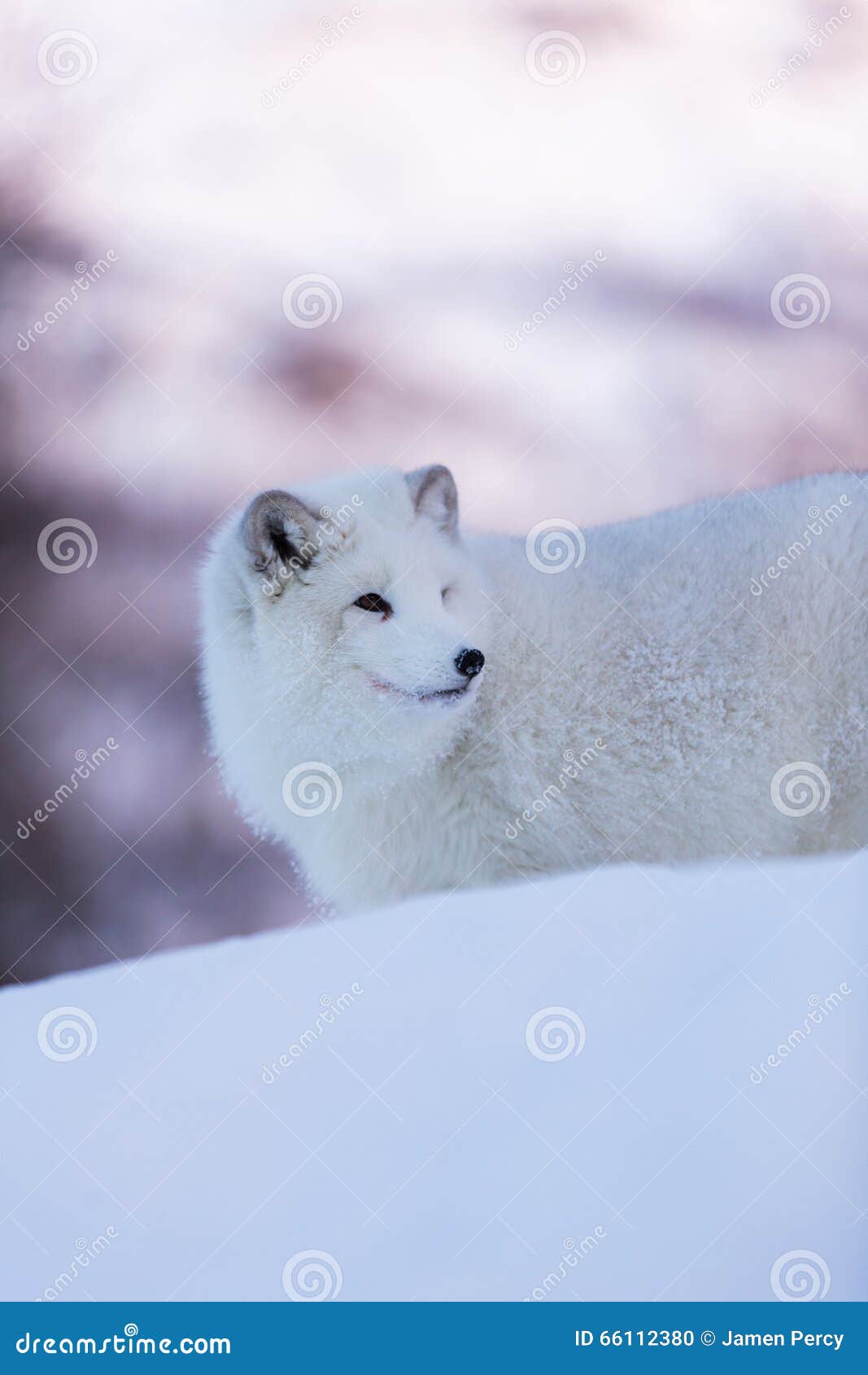 Arctic Fox in the Snow Closeup Stock Photo - Image of cute, wildlife ...