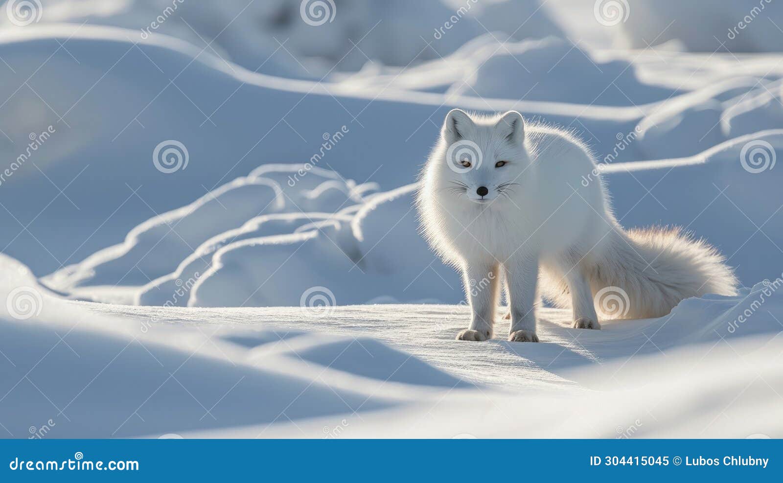 Arctic Fox in Snow Habitat, Winter Landscape Stock Illustration ...