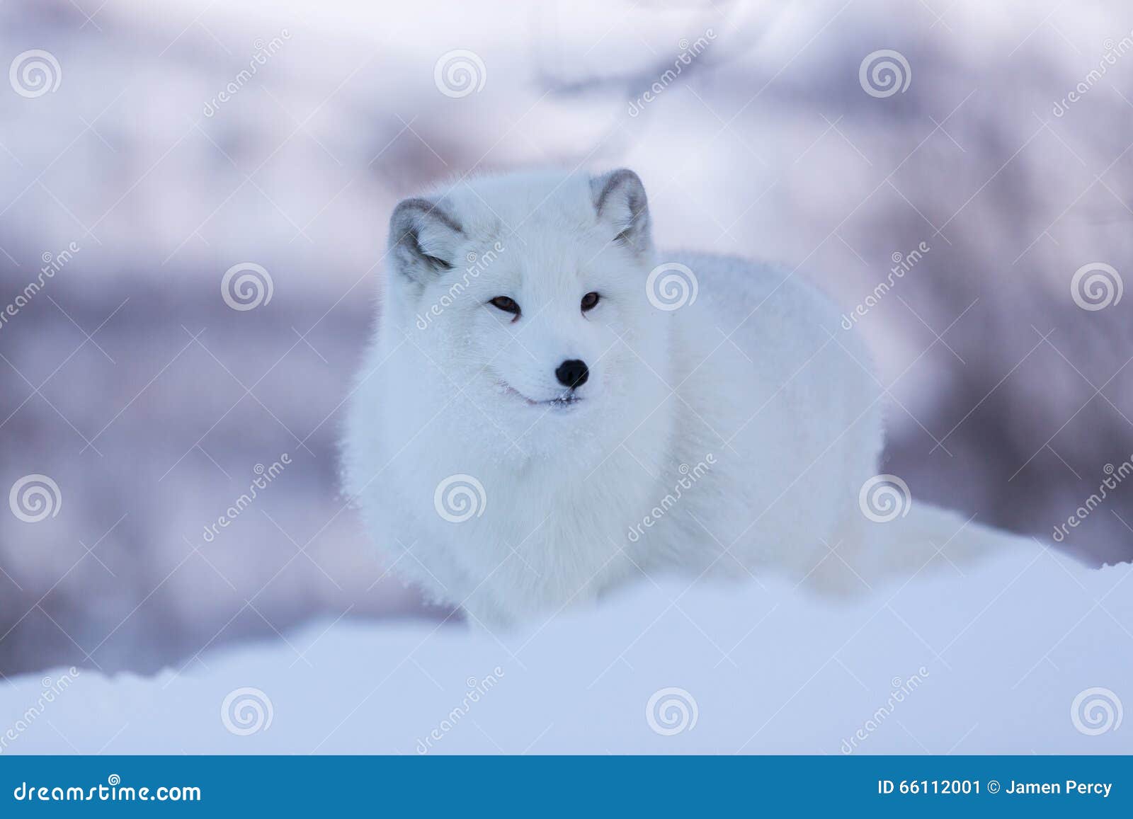 Arctic Fox in the snow stock image. Image of cuddly, arctic - 66112001