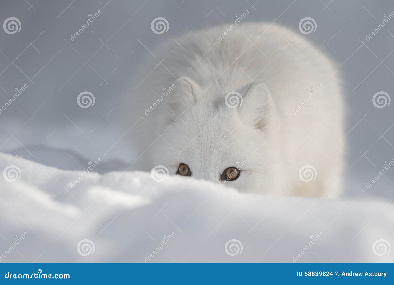 An Arctic Fox in Snow Looking at the Camera. Stock Photo - Image of ...