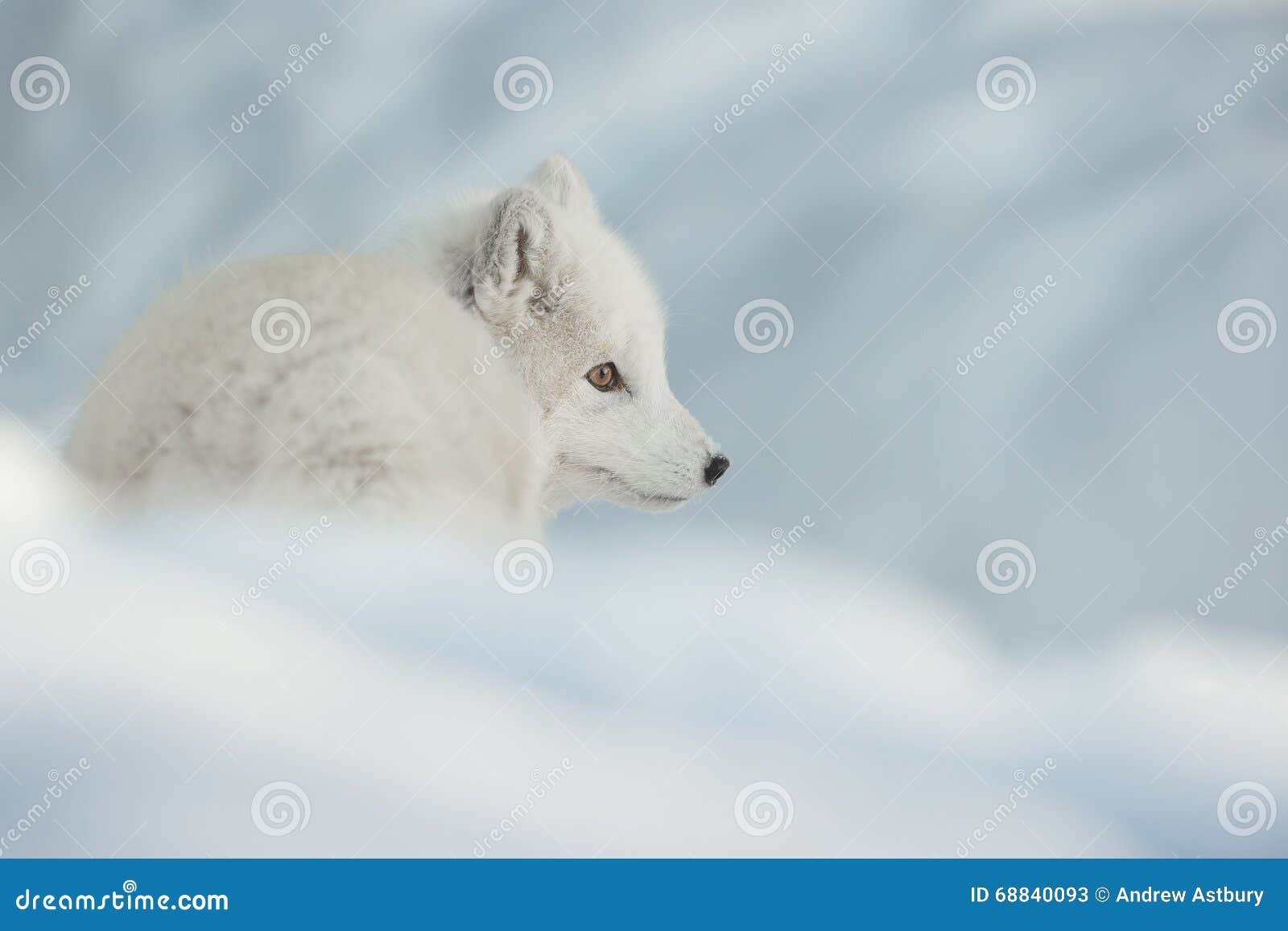 An Arctic Fox in Snow. stock image. Image of animal, creature - 68840093
