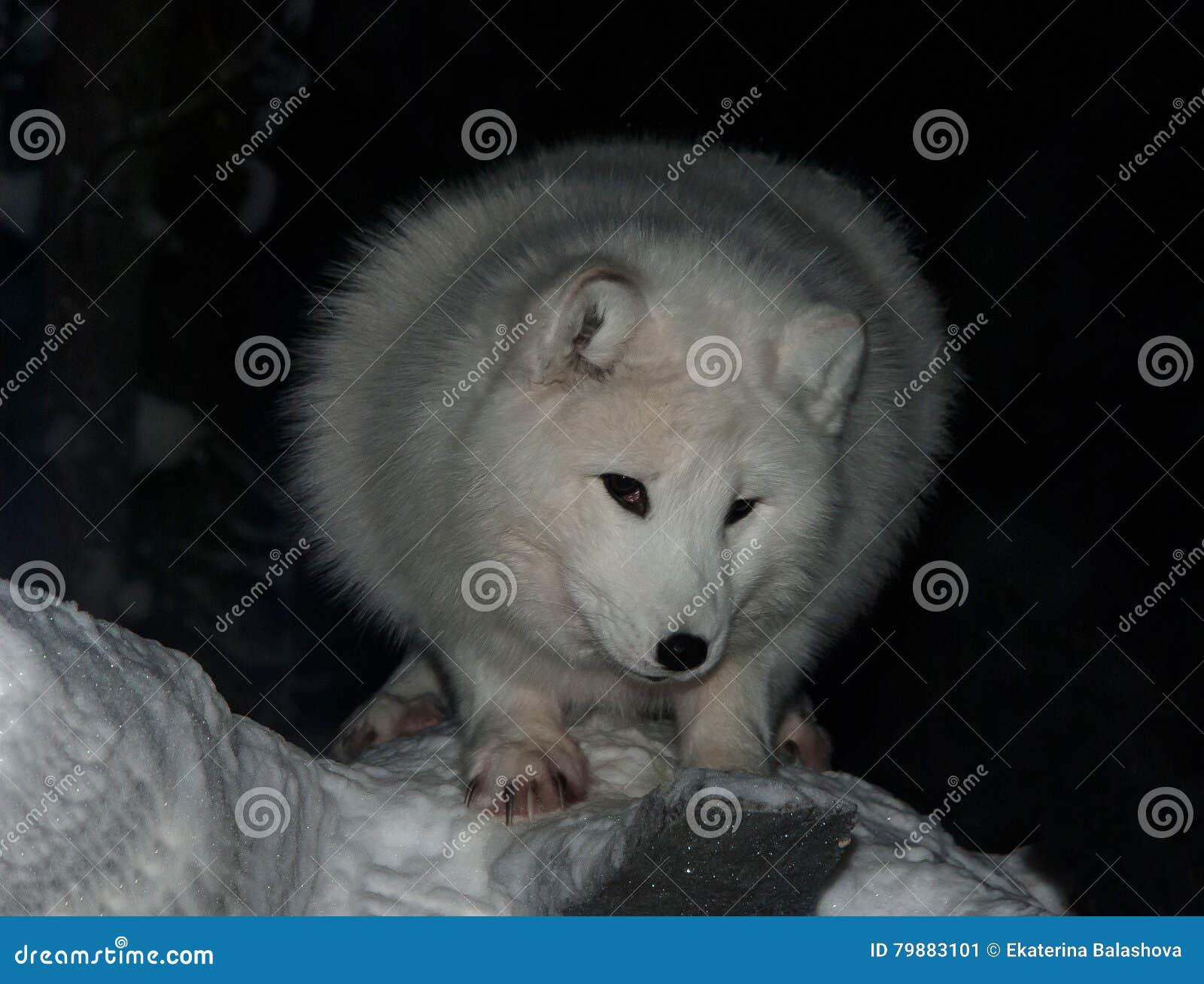 Arctic fox in the snow stock image. Image of hunter, tundra - 79883101