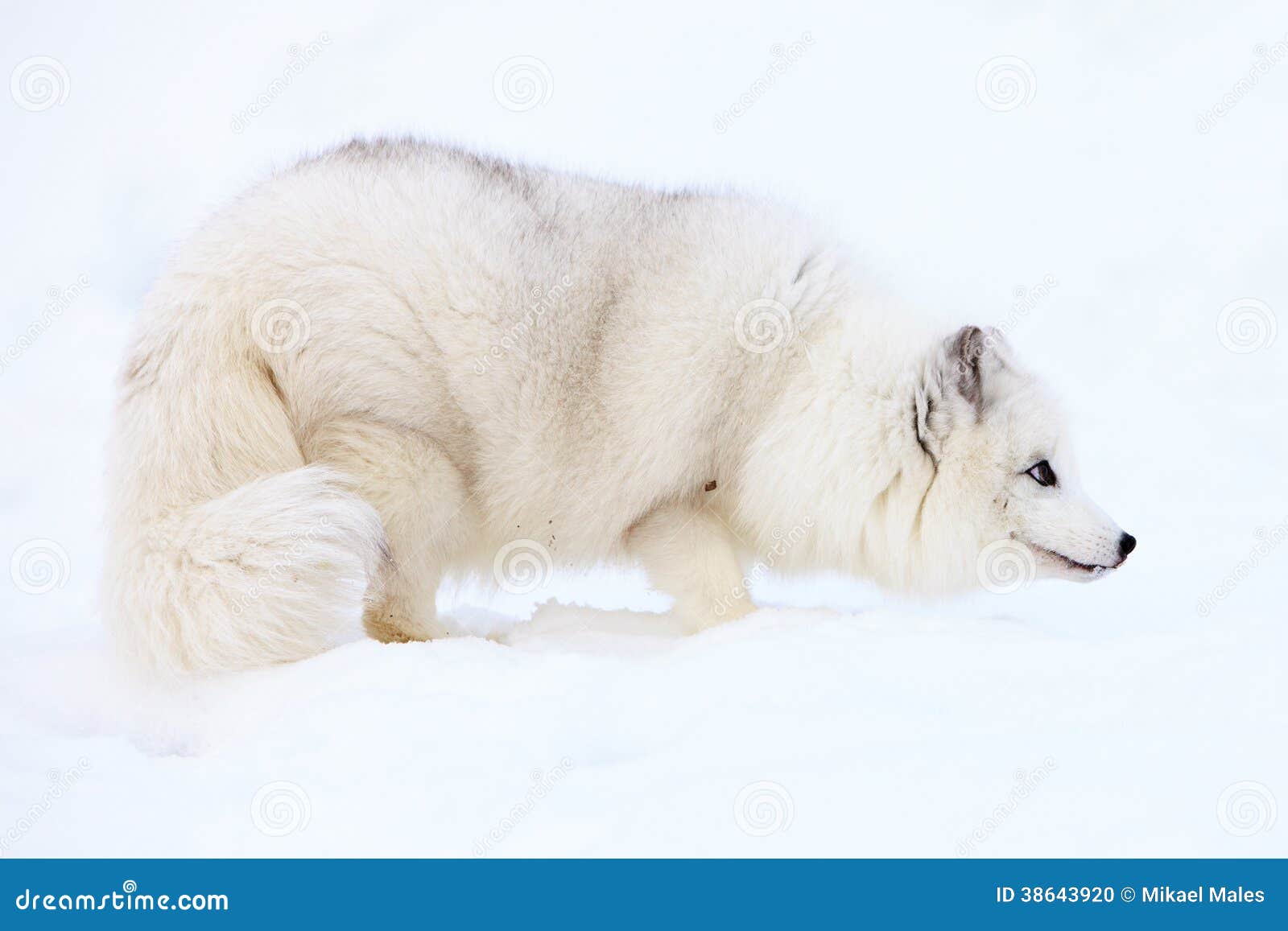 Arctic Fox in Snow stock photo. Image of carnivores, polar - 38643920