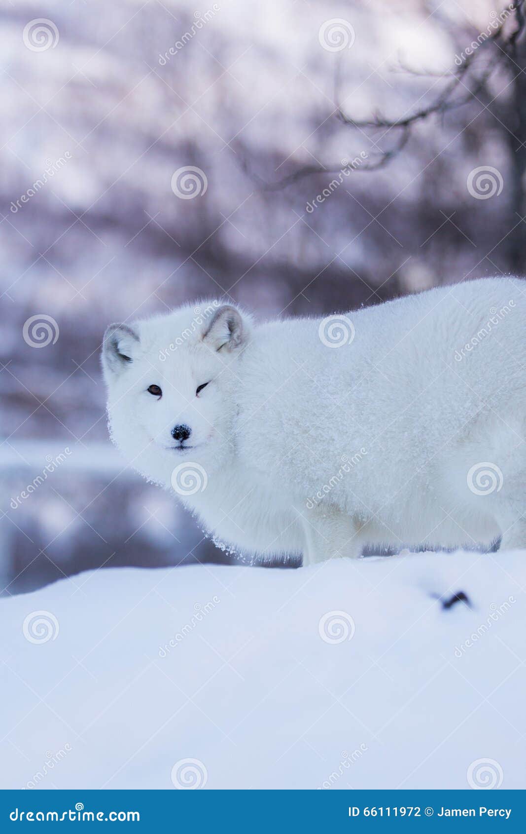 Winking Fox Stock Photos - Free & Royalty-Free Stock Photos from Dreamstime