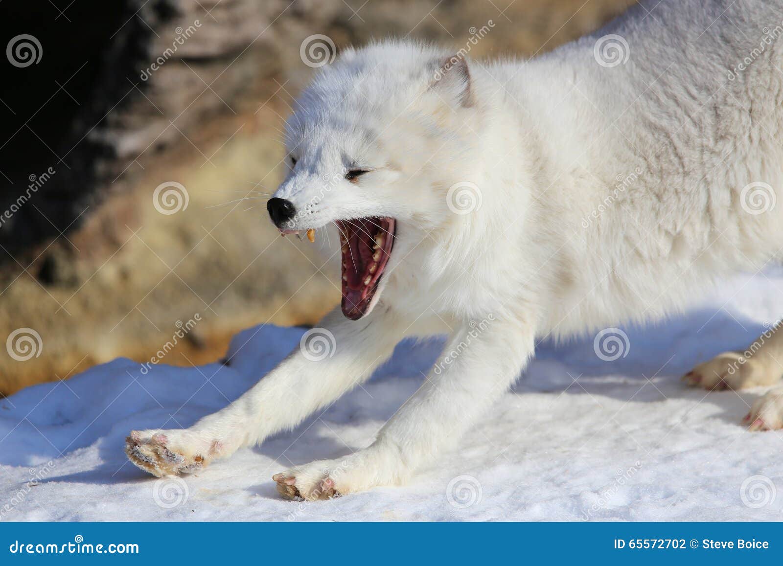 Arctic Fox in Snow stock photo. Image of cute, sharp - 65572702