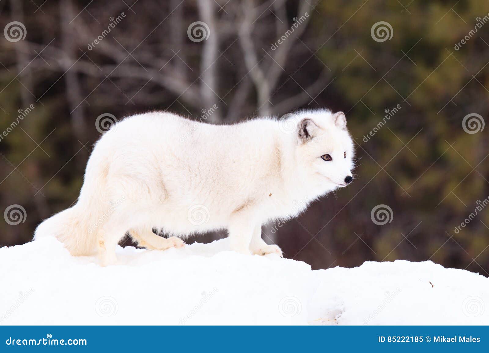 Arctic Fox Standing Broadside Stock Image - Image of profile, polar ...