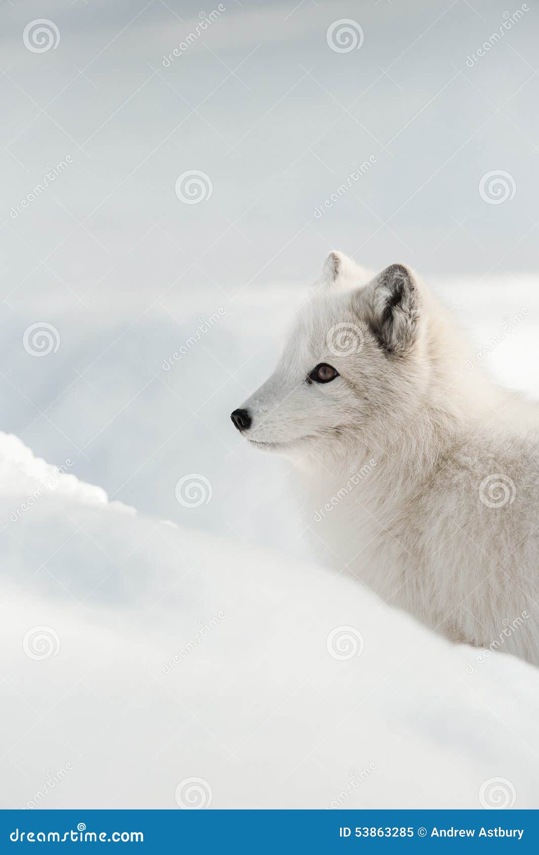 Arctic Fox stock image. Image of nature, mammal, hunting - 53863285