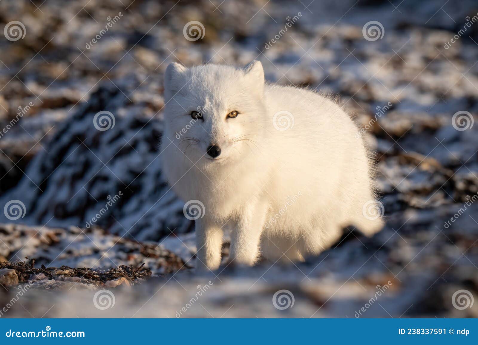 Arctic Fox Stands on Tundra Narrowing Eyes Stock Image - Image of ...