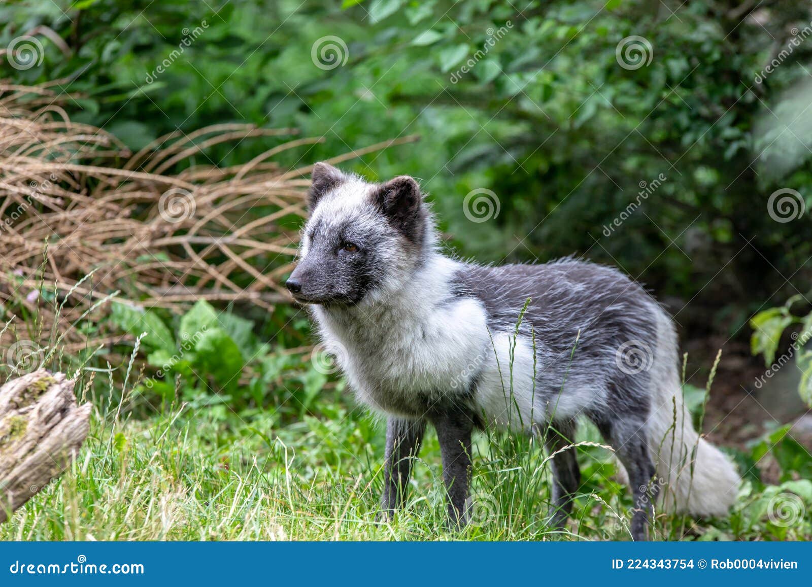 Arctic fox in summer stock photo. Image of mammal, siberian - 224343754