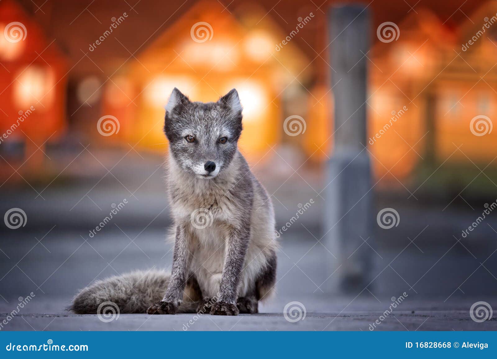 Arctic Fox, Sunset Light, Longyearbyen, Svalbard Stock Photo - Image of ...