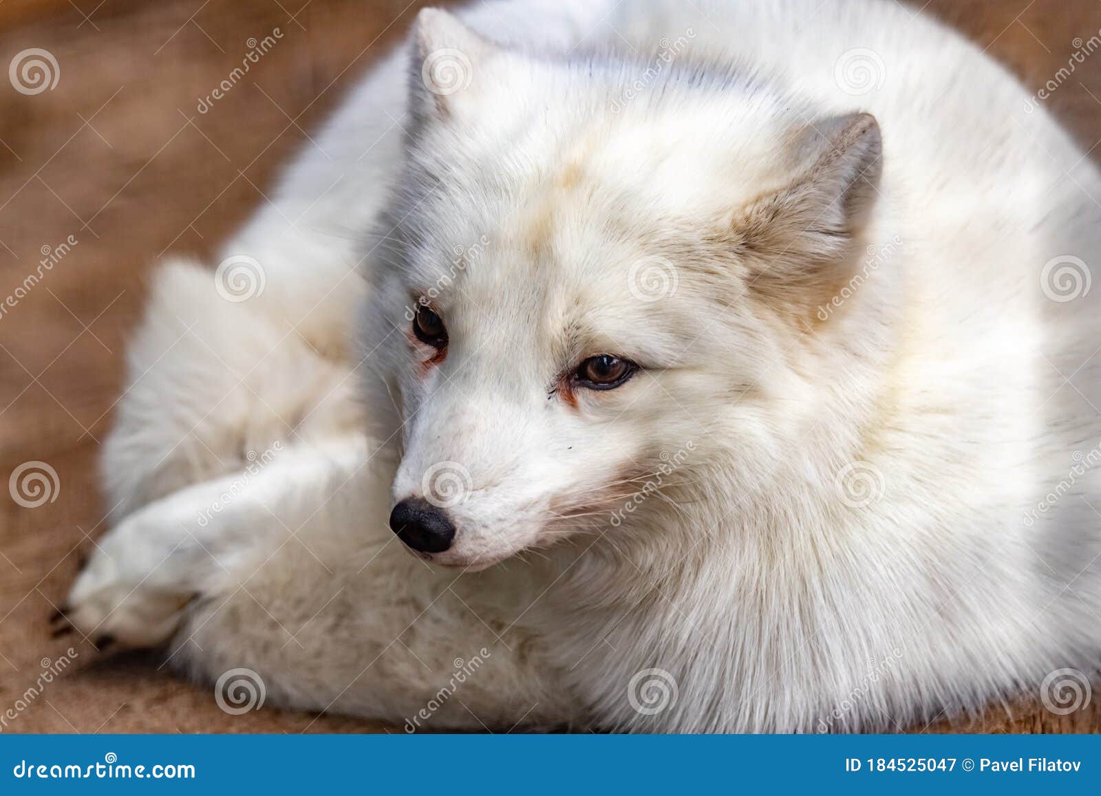 Arctic Fox. Vulpes lagopus stock image. Image of shield - 184525047