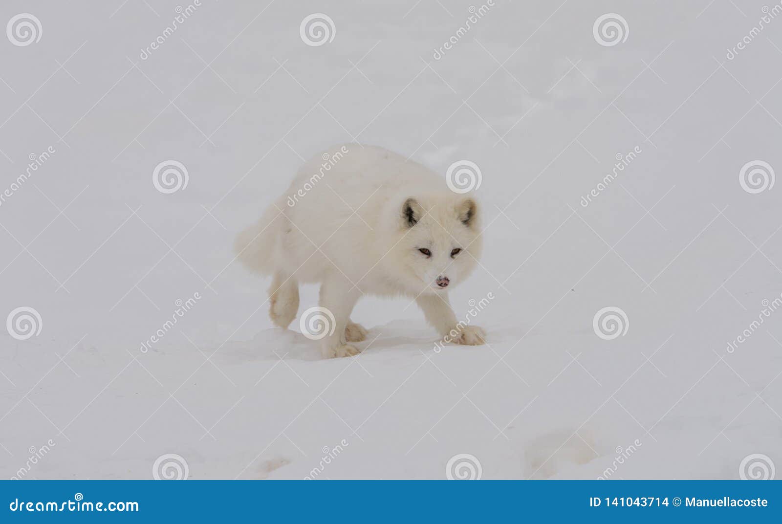 Arctic Fox Walking on the Snow Stock Photo - Image of predator, mammal ...